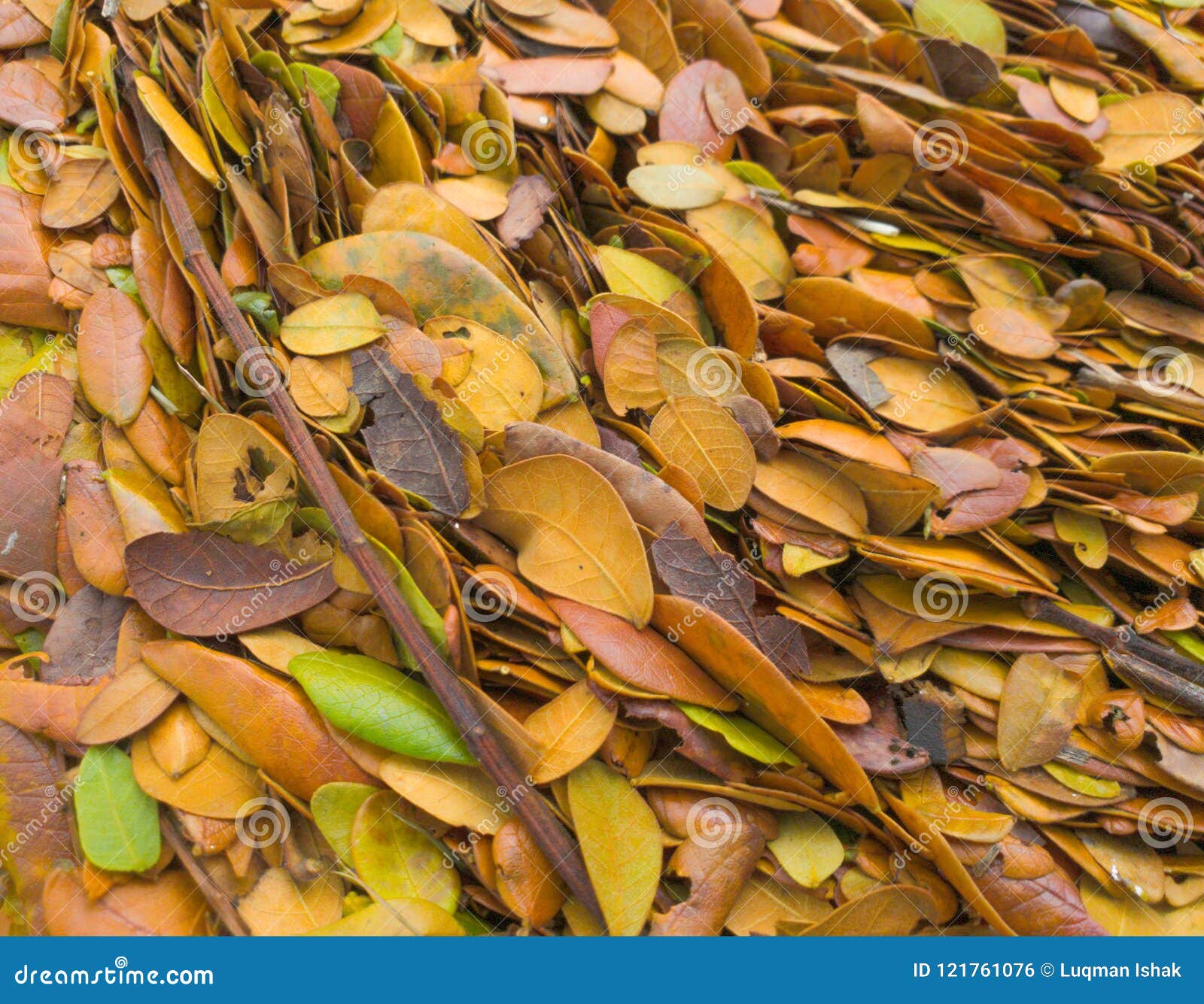 Hoja seca foto de archivo. Imagen de hallazgo, modelo - 121761076
