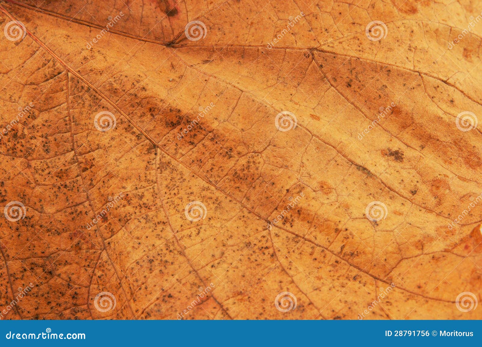 Hoja seca foto de archivo. Imagen de bosque, hoja, cubo - 28791756