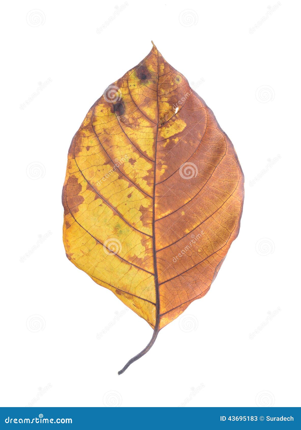 Hoja seca imagen de archivo. Imagen de vibrante, modelos - 43695183