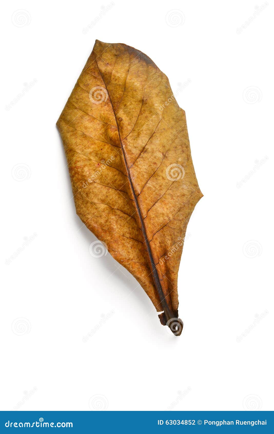 Hoja Seca Del Catappa Del Terminalia Foto de archivo - Imagen de blanco ...