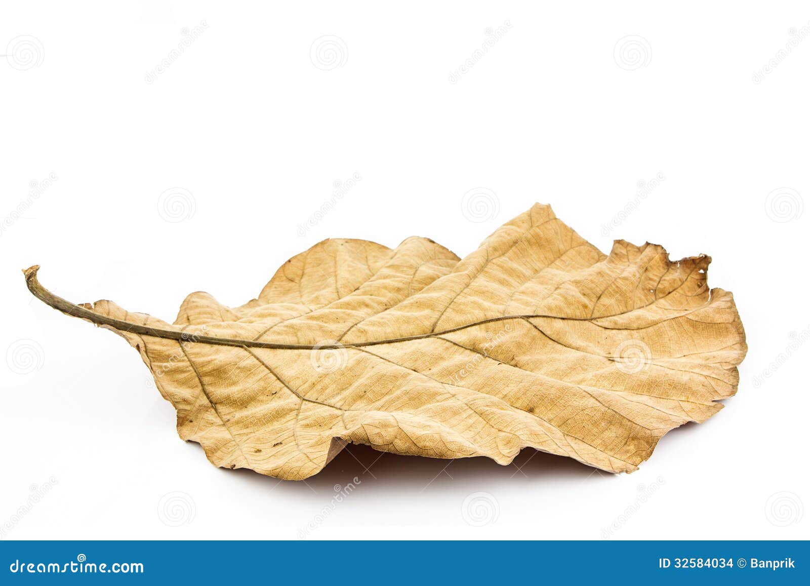 Hoja Seca En El Fondo Blanco Foto de archivo - Imagen de cubo, estudio ...
