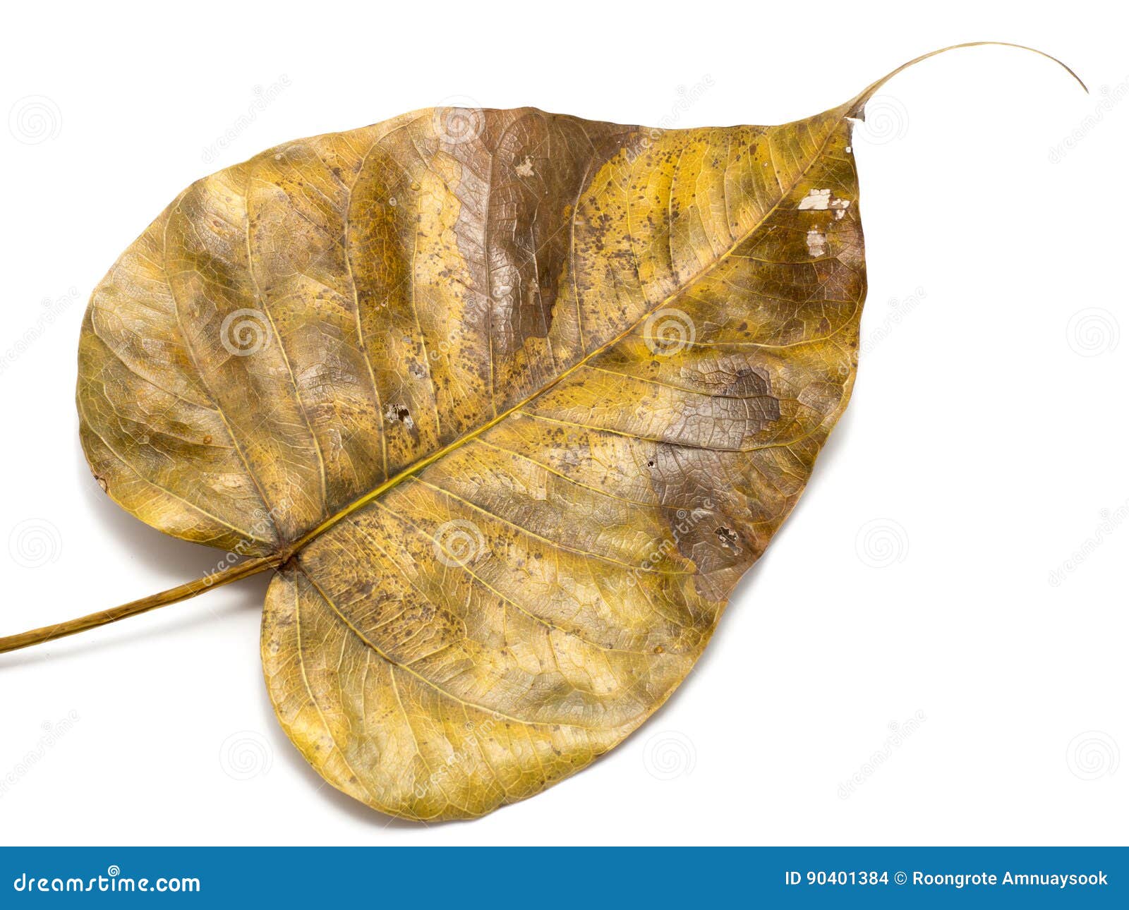 Hoja Seca En El Fondo Blanco Stock Images - 2,211 Photos