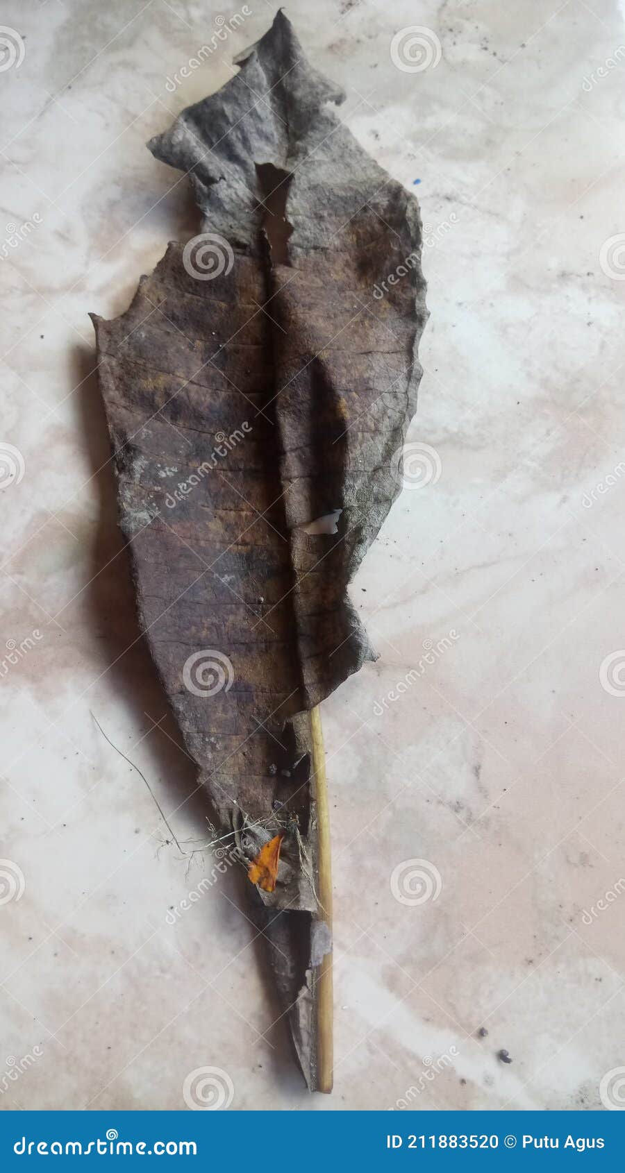 Hoja seca en el suelo foto de archivo. Imagen de cubo - 211883520