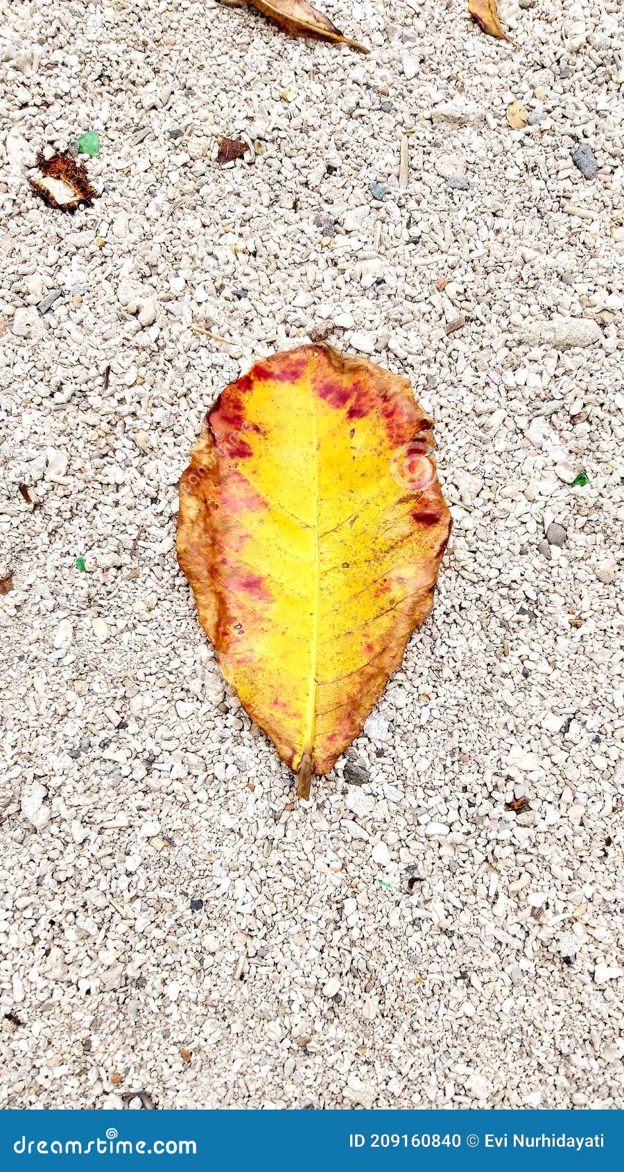 Hoja seca foto de archivo. Imagen de hoja, secado, tropical - 209160840