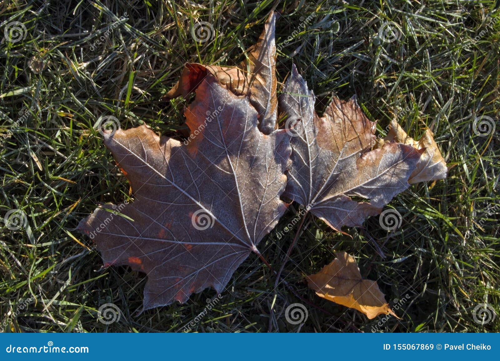 Hoja seca imagen de archivo. Imagen de verde, parque - 155067869