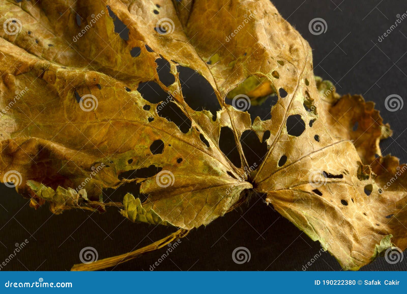 Hoja seca foto de archivo. Imagen de coloreado, objeto - 190222380