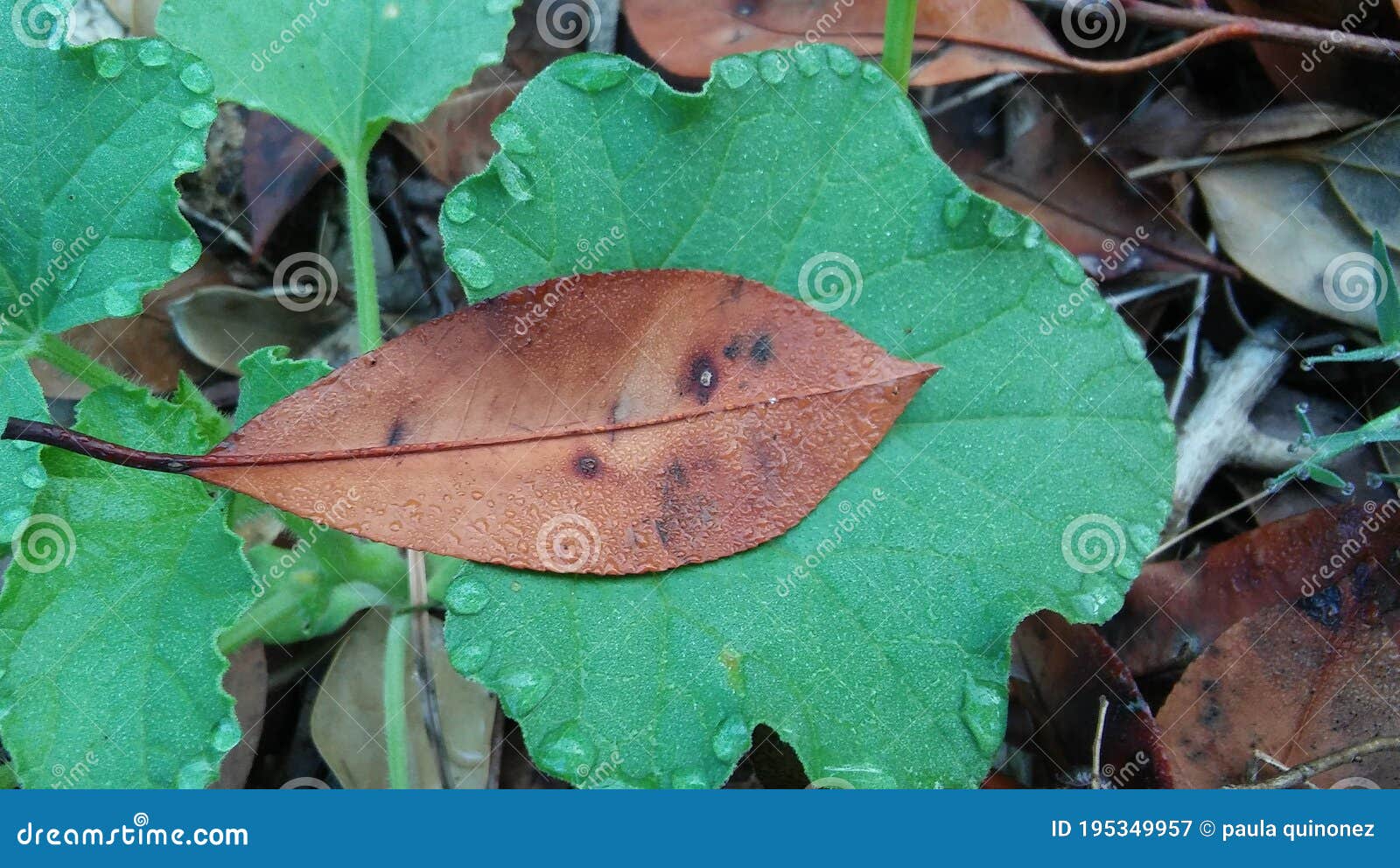 Hoja Seca Sobre Una Hoja Verde Imagen de archivo - Imagen de verde ...