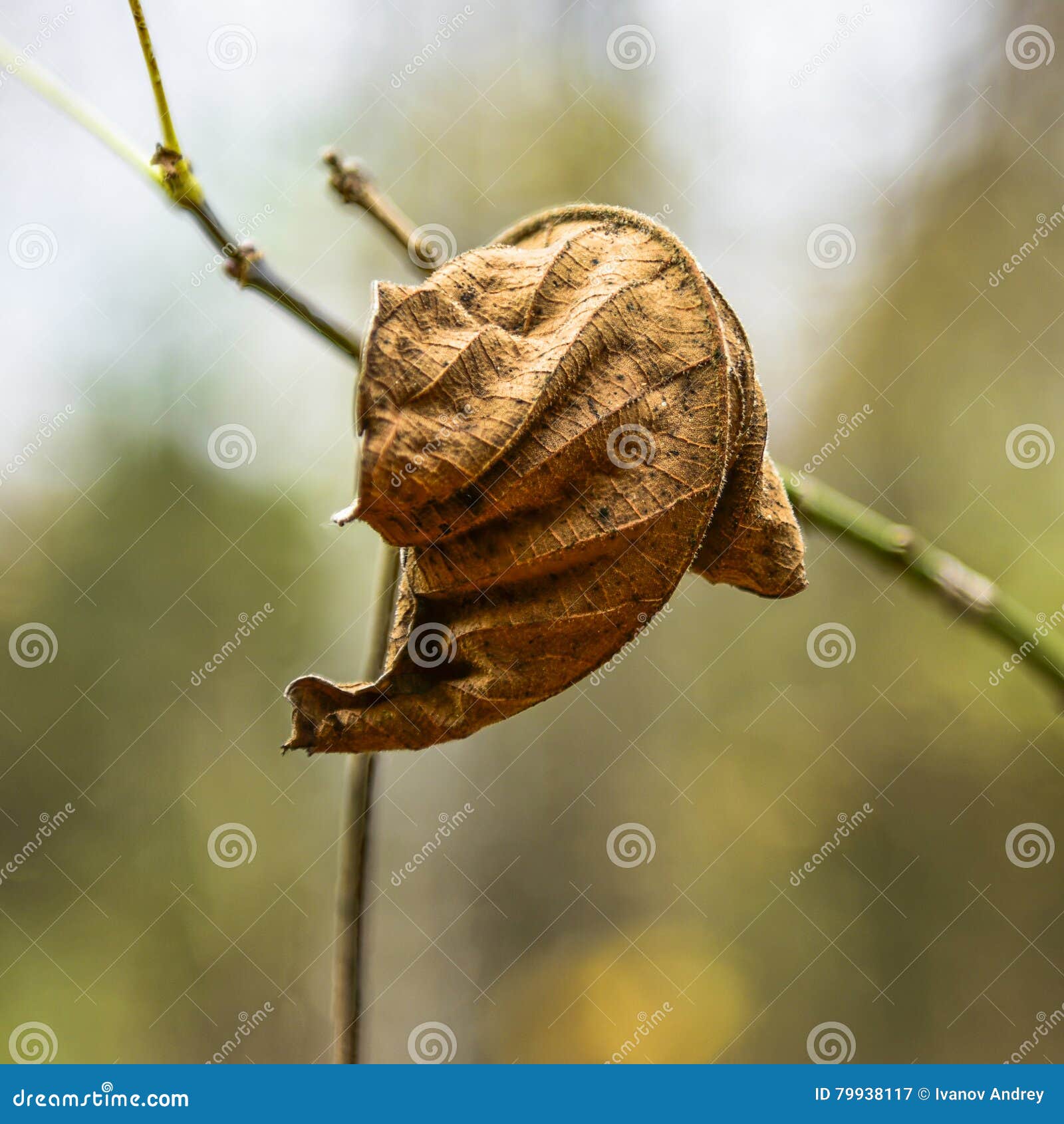 Hoja seca torcida imagen de archivo. Imagen de hierba - 79938117