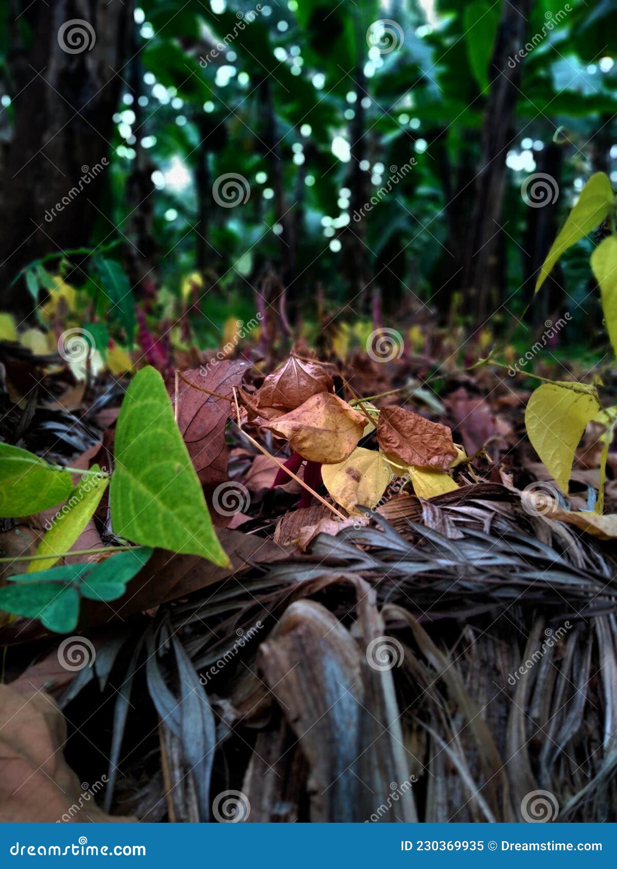 Hoja seca vegetal imagen de archivo. Imagen de suelo - 230369935