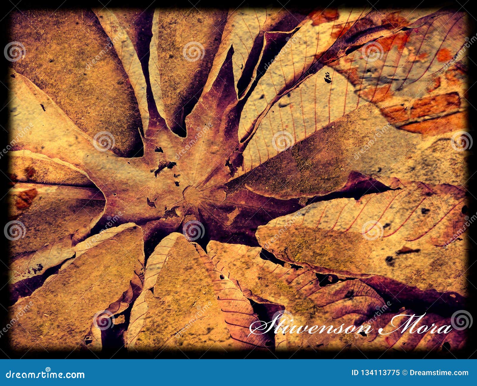 Hoja seca stock image. Image of hoja, camino, seca, hojas - 134113775