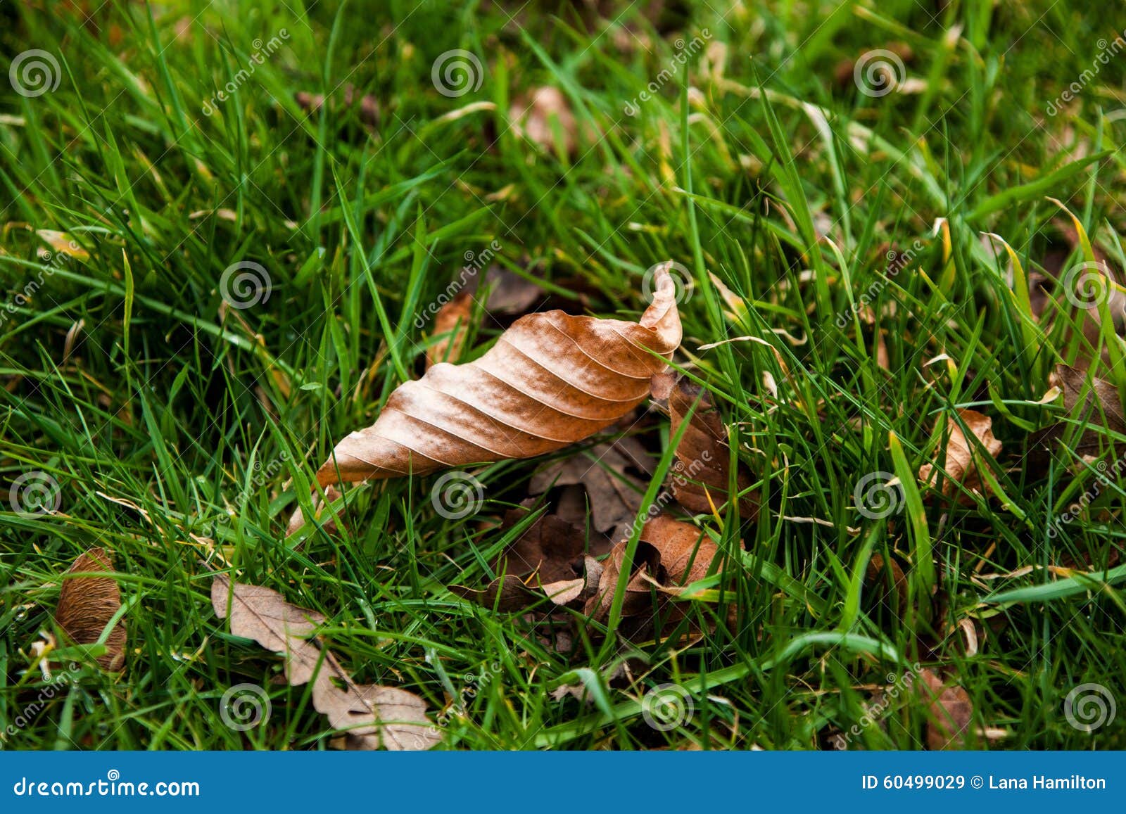 Hoja torcida imagen de archivo. Imagen de torcido, hierba - 60499029