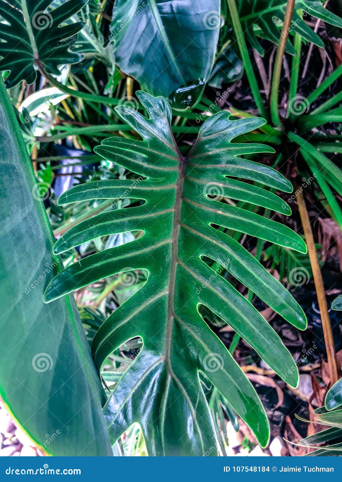 Hoja Tropical Cerosa Grande Foto de archivo - Imagen de perenne, fresco ...