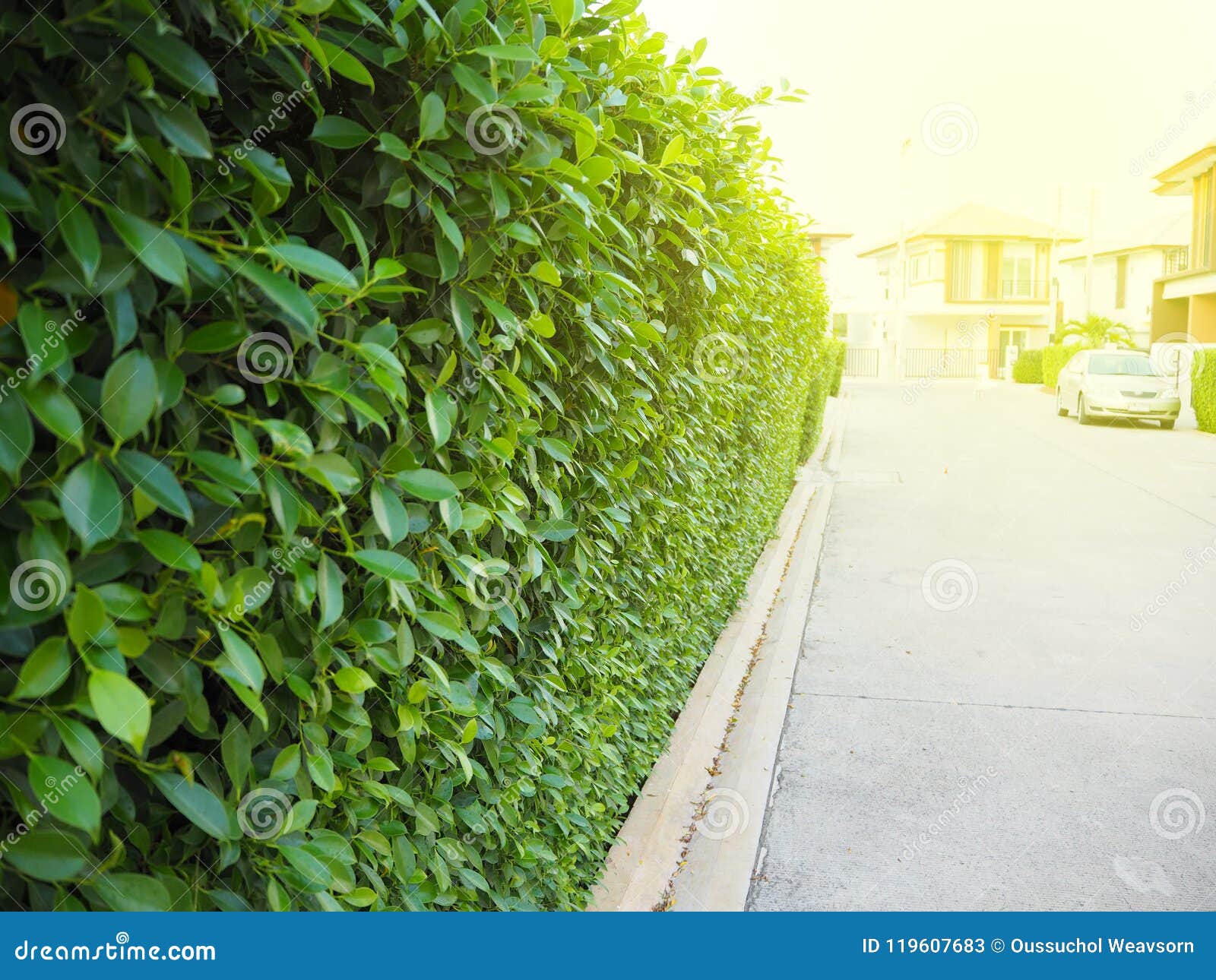 Hoja, Uso Como Cerca Casera Imagen de archivo - Imagen de casero ...