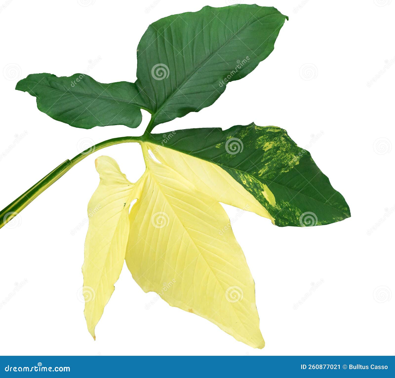 Hoja Variegada De Amarillo Singonio En Blanco Aislado Imagen de archivo ...