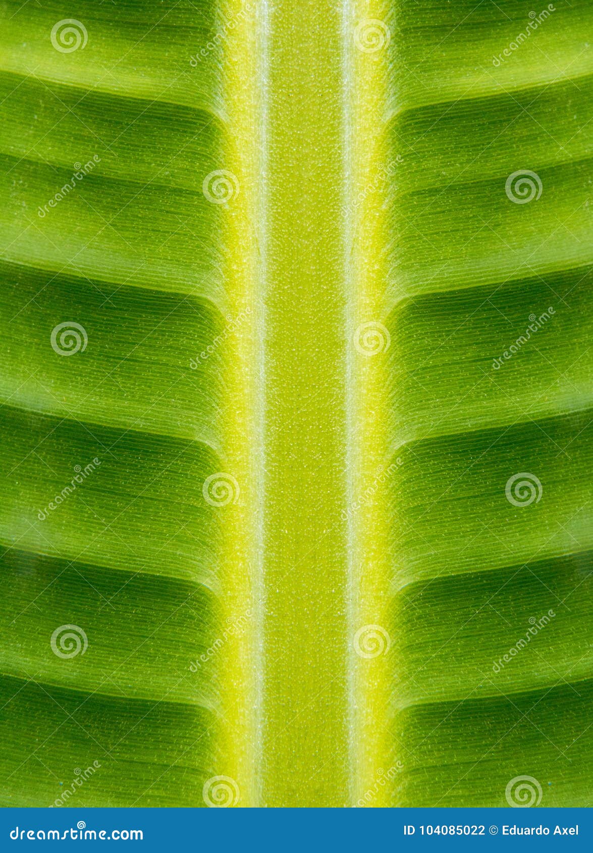 Hoja verde stock foto. Image of installaties, groen - 104085022