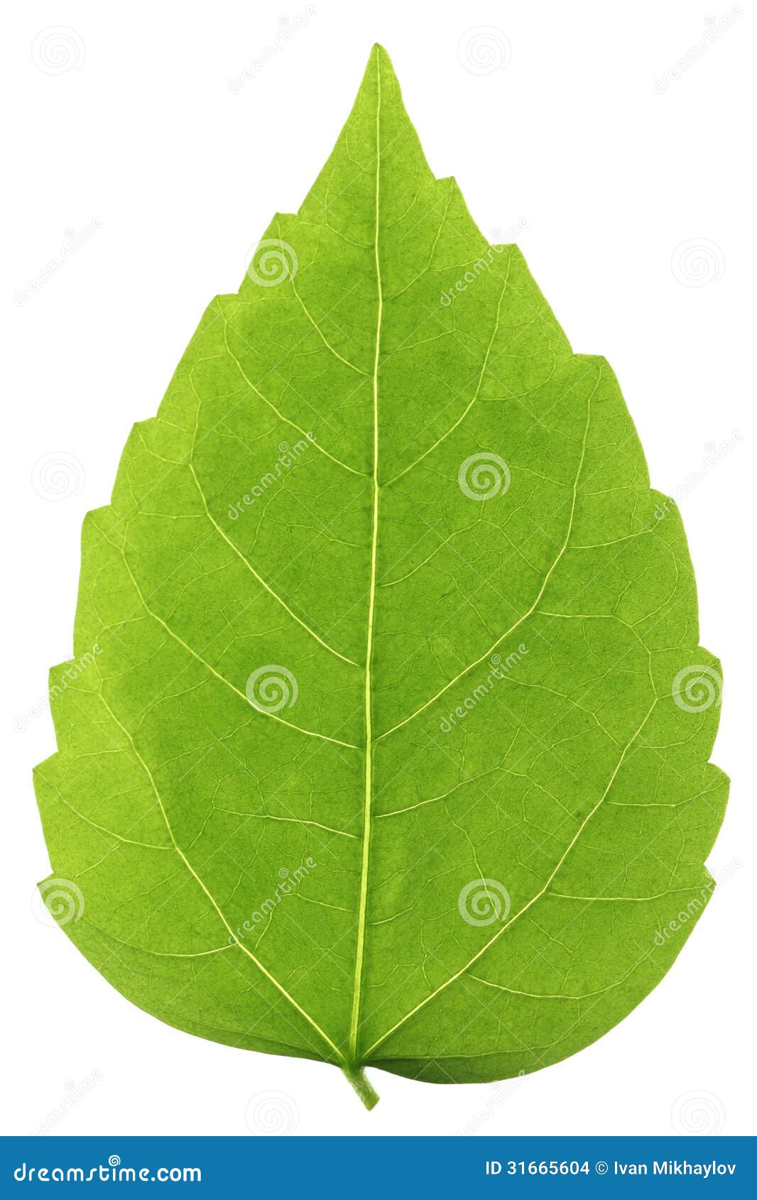 Hoja verde foto de archivo. Imagen de malva, brillante - 31665604