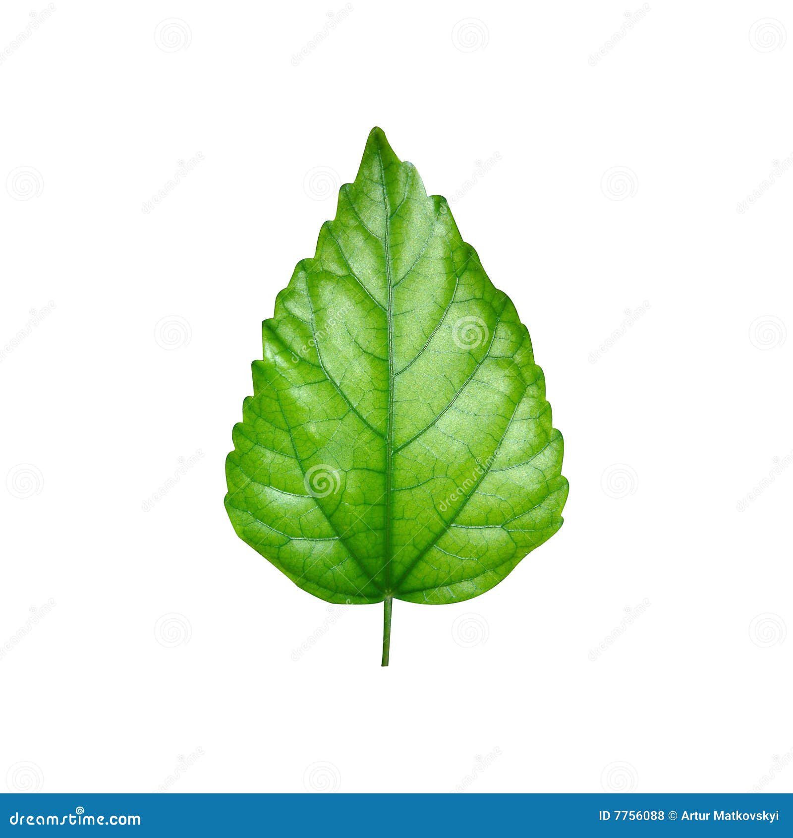 Hoja verde brillante foto de archivo. Imagen de detalle - 7756088