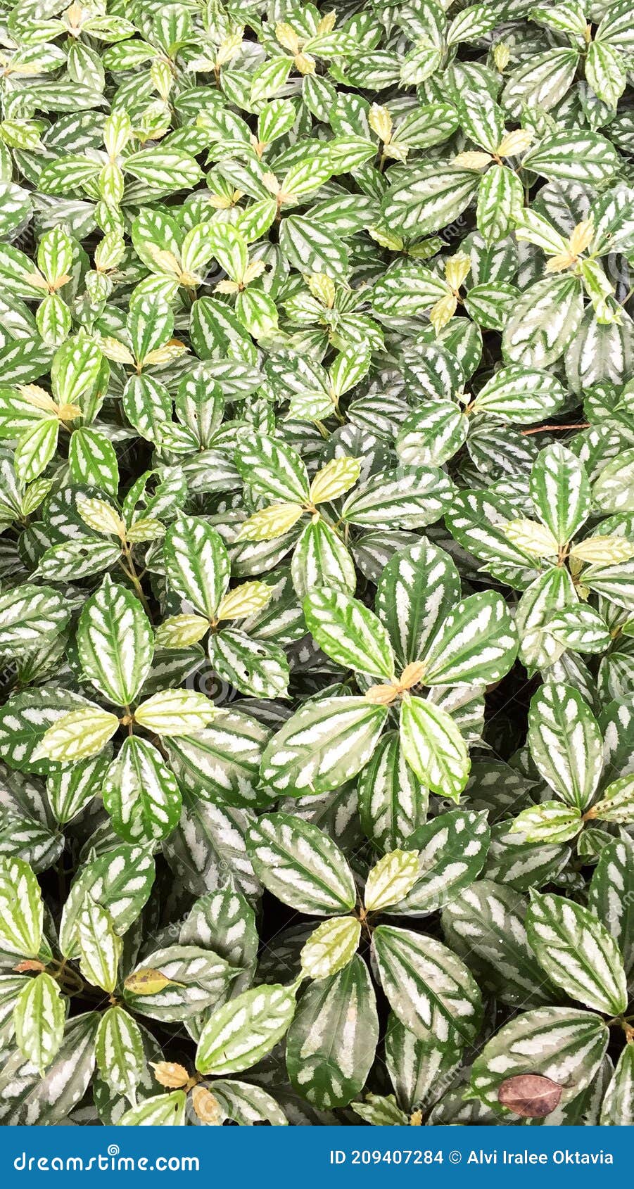 Hoja verde foto de archivo. Imagen de planta, color - 209407284