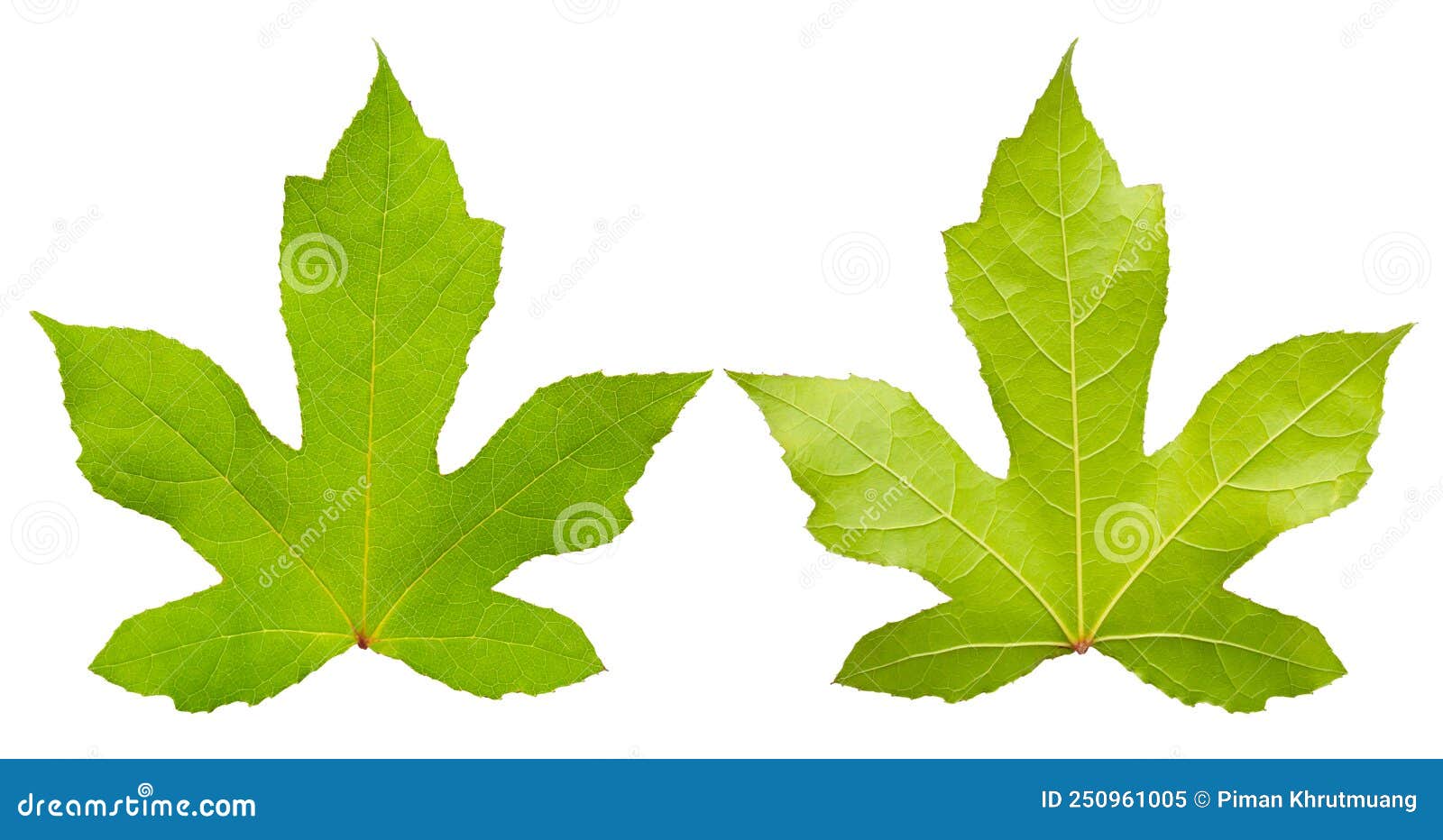 Hoja Verde De Arce Aislada En Fondo Blanco Imagen de archivo - Imagen ...