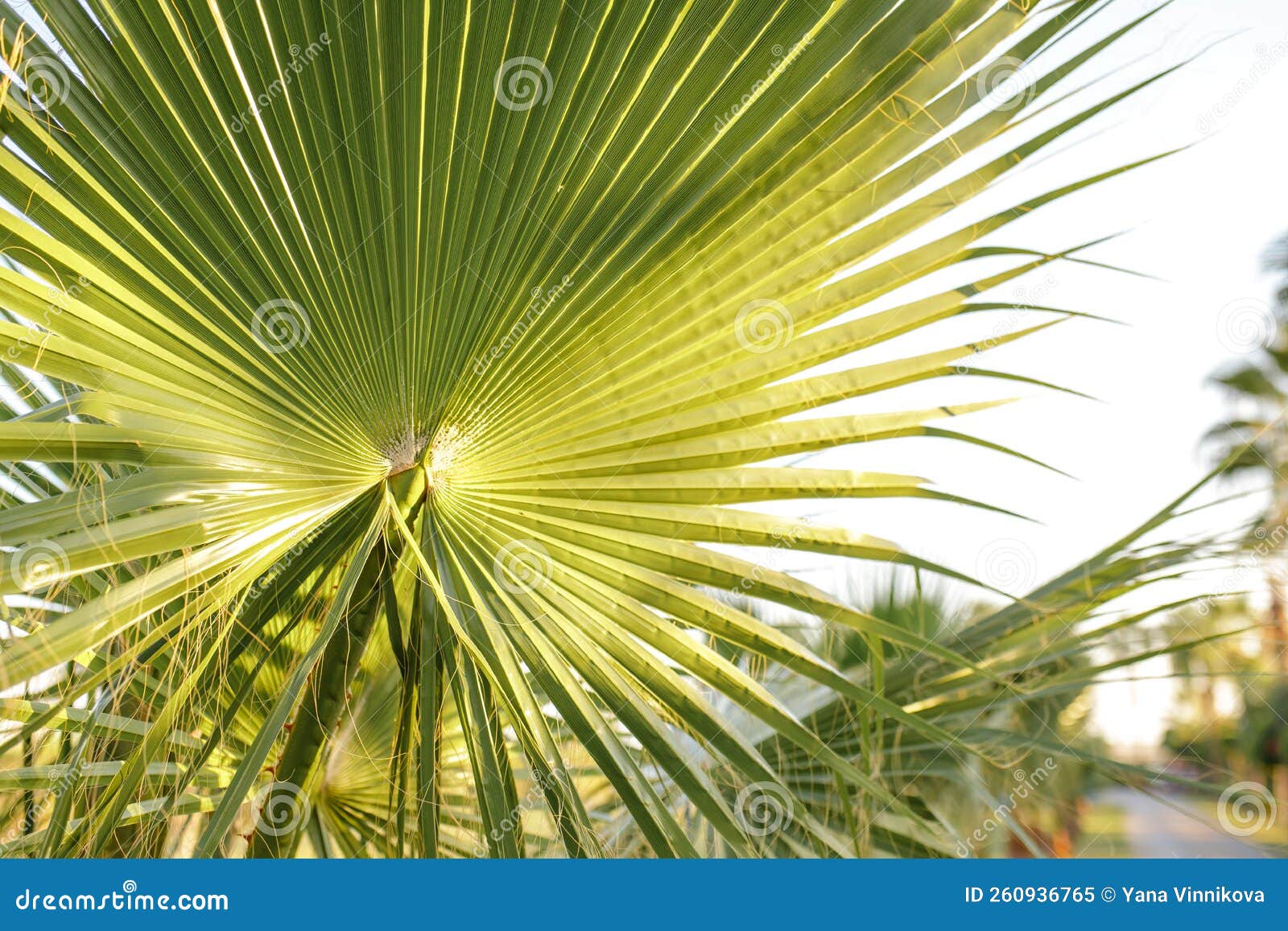 Hoja Verde De Fondo De Palmera Imagen de archivo - Imagen de cubo ...