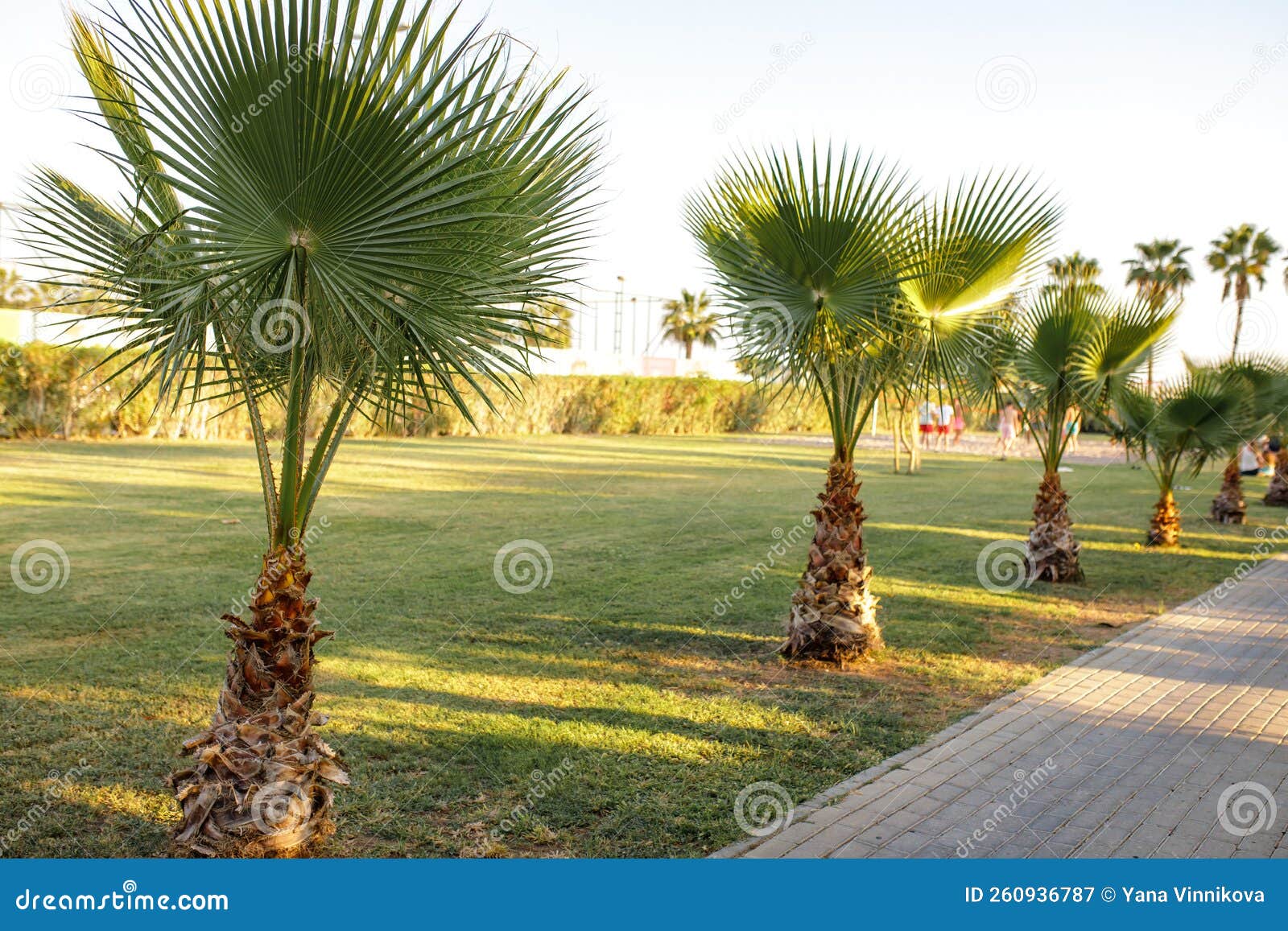 Hoja Verde De Fondo De Palmera Imagen de archivo - Imagen de vida, arco ...