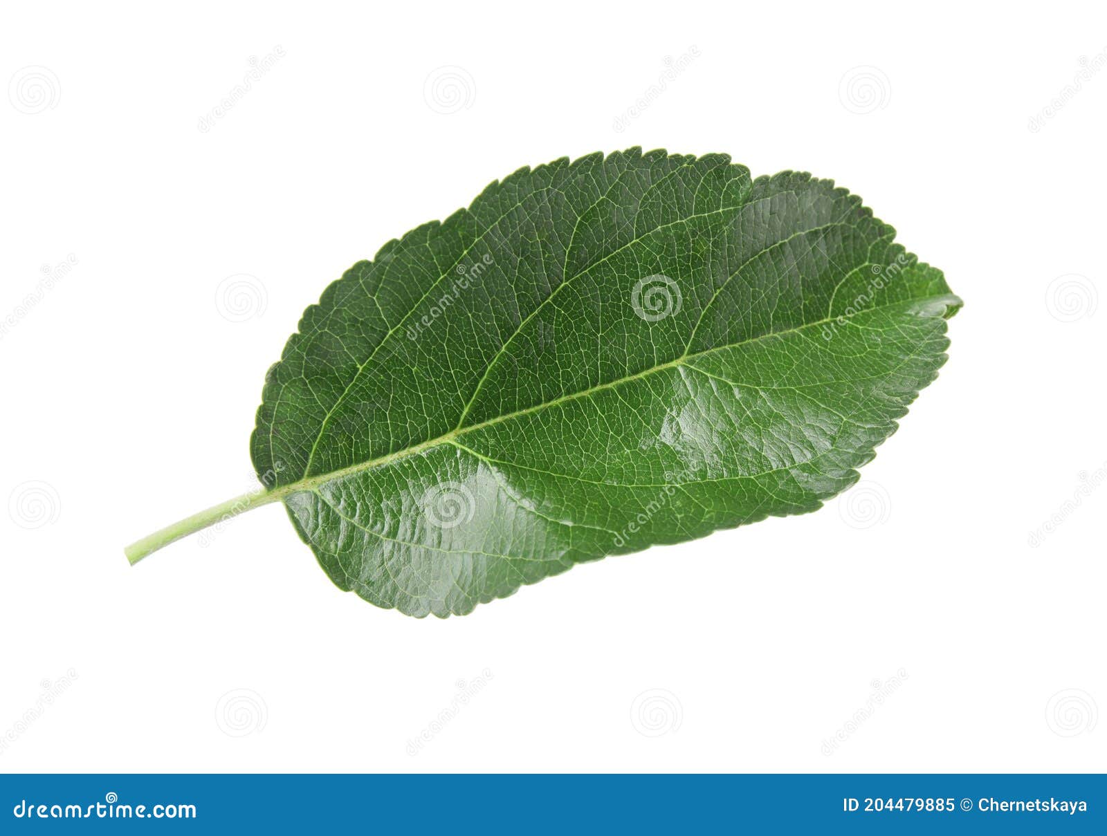 Hoja Verde De Manzano Aislada Sobre Blanco Imagen de archivo - Imagen ...