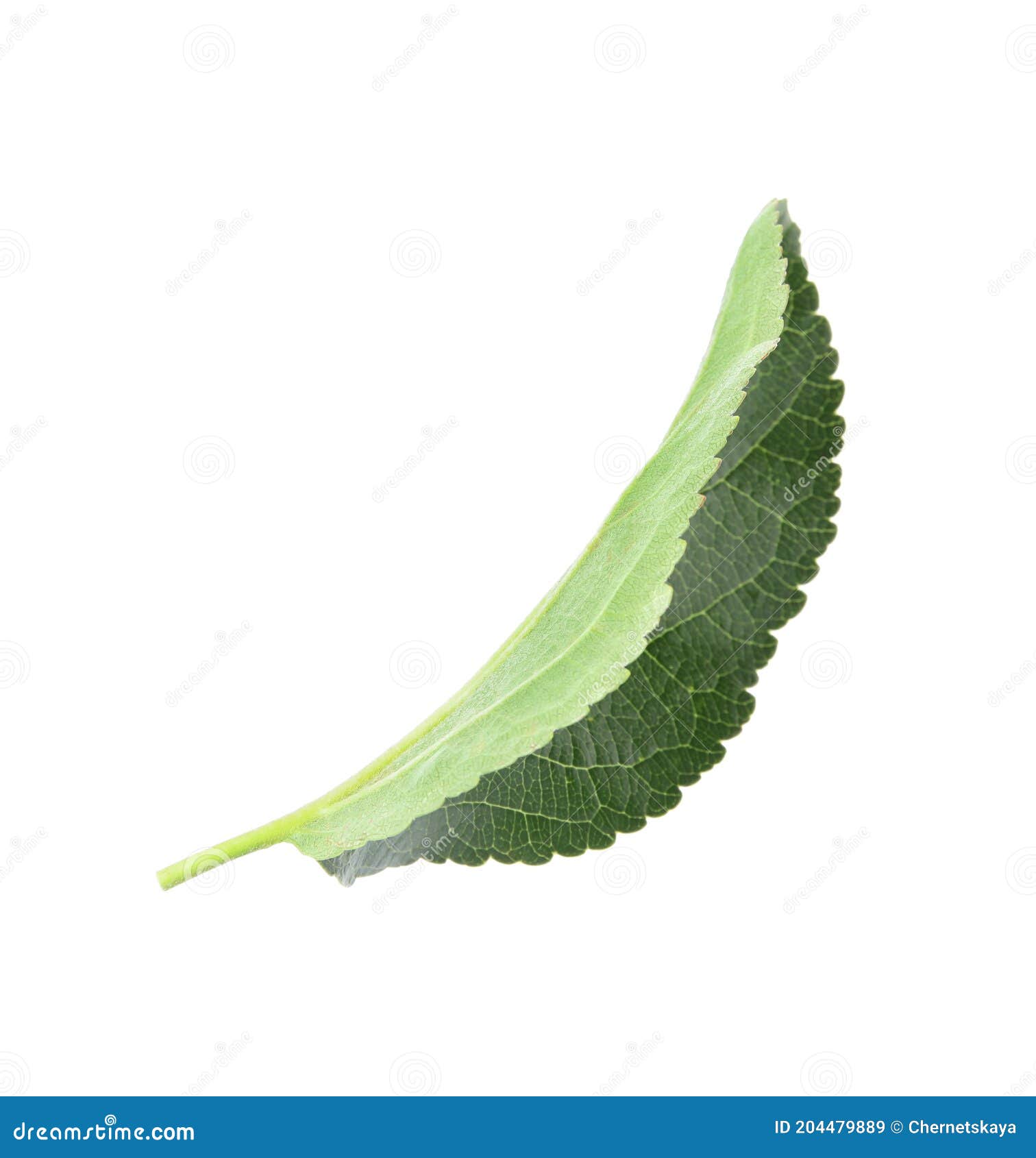 Hoja Verde De Manzano Aislada Sobre Blanco Imagen de archivo - Imagen ...