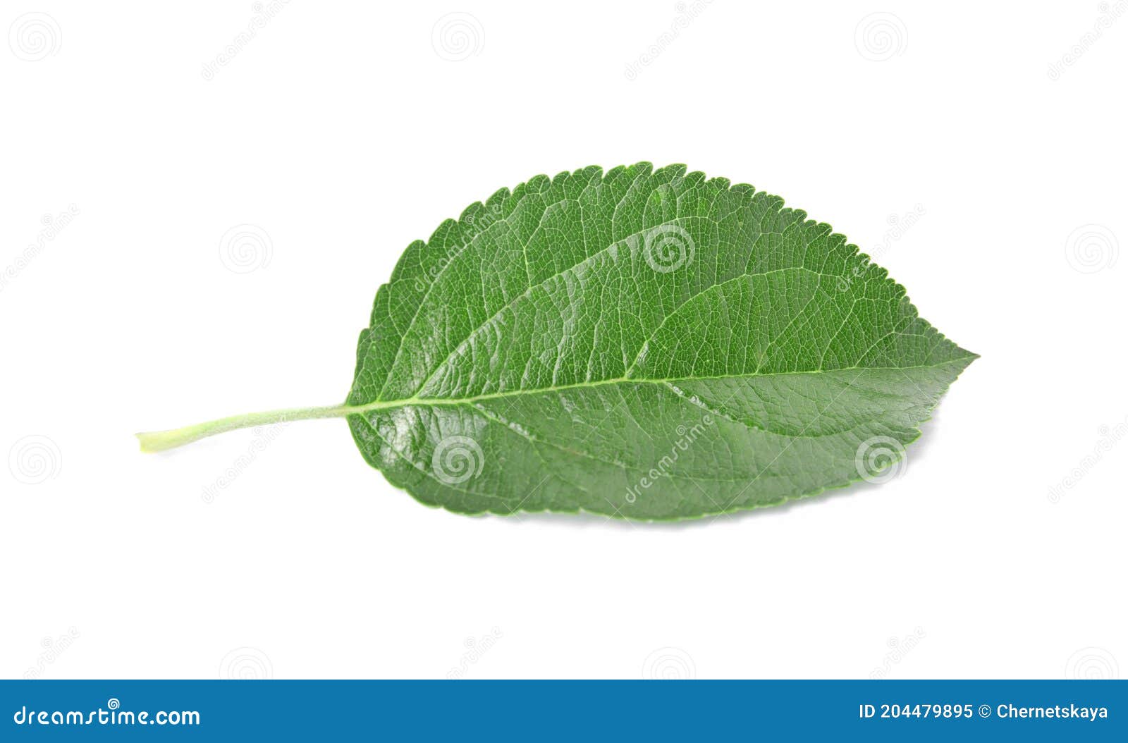 Hoja Verde De Manzano Aislada Sobre Blanco Imagen de archivo - Imagen ...