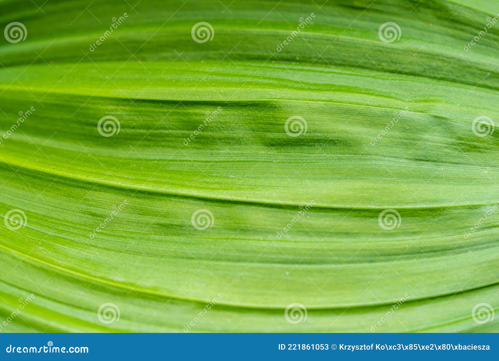 Hoja Verde De Veratrum Nigrum Imagen de archivo - Imagen de resorte ...