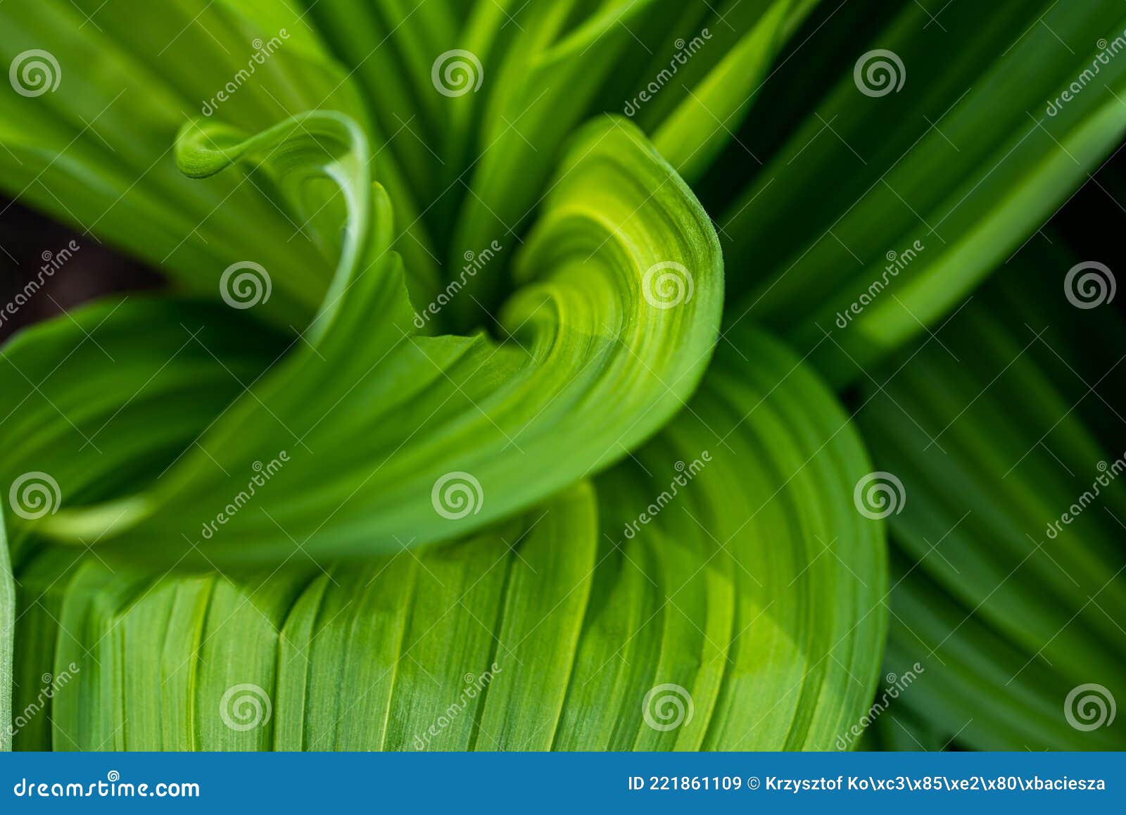 Hoja Verde De Veratrum Nigrum Imagen de archivo - Imagen de cubo ...