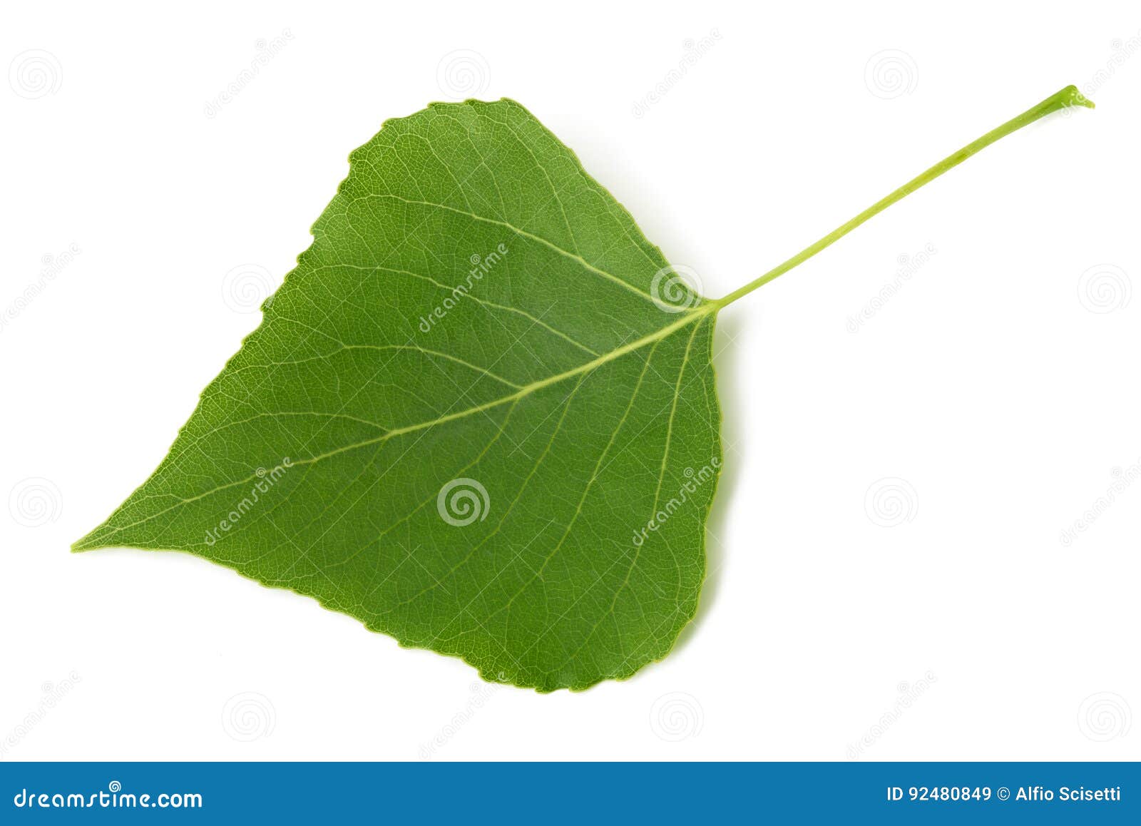 Hoja verde del álamo imagen de archivo. Imagen de fondo - 92480849