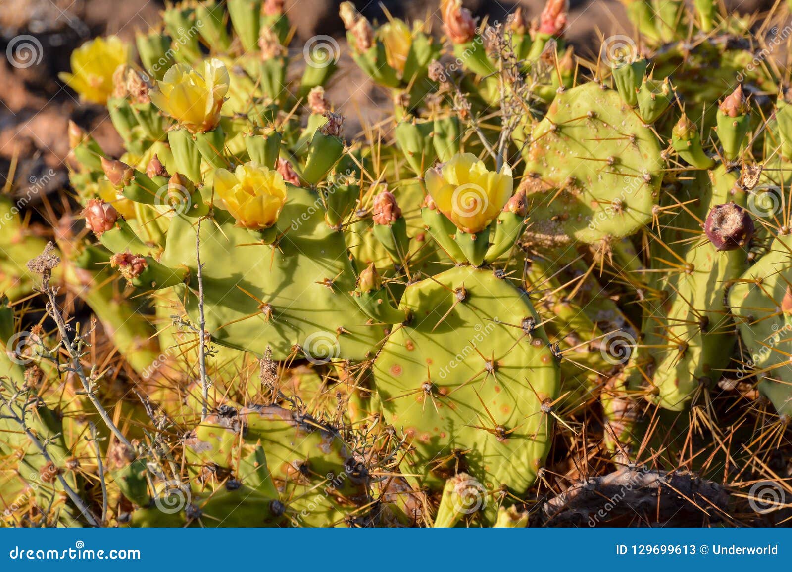 Hoja Verde Del Cactus Del Higo Chumbo Imagen de archivo - Imagen de ...