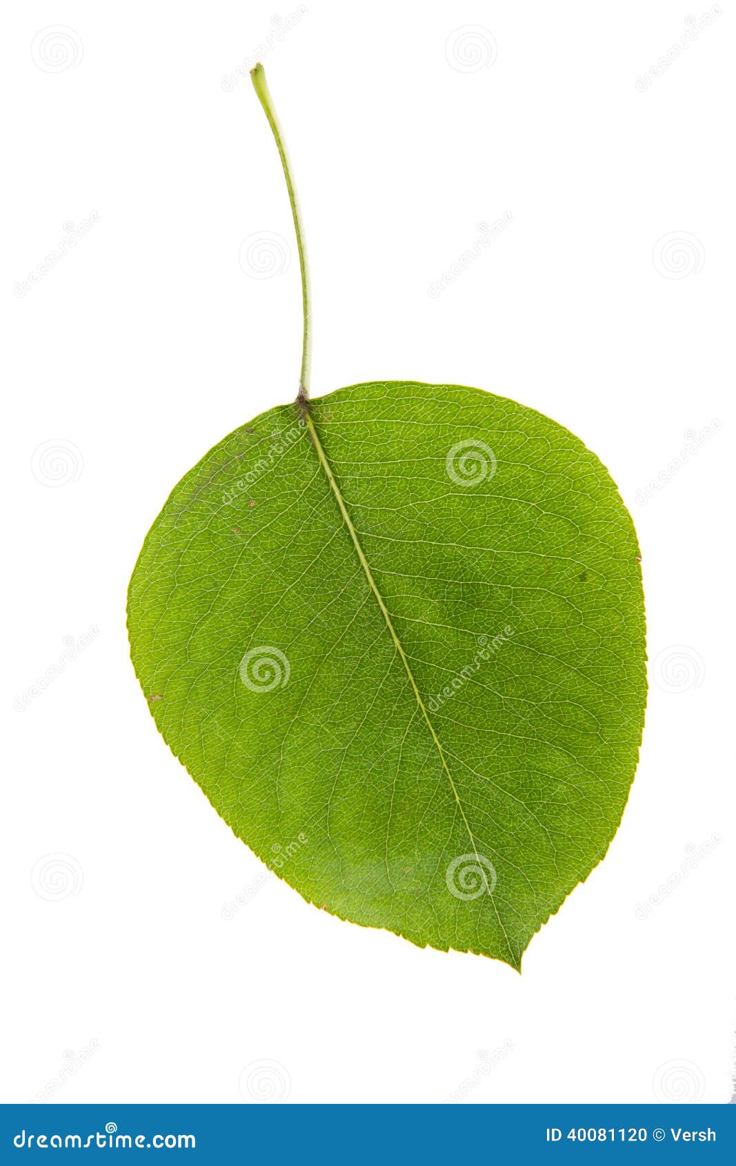Hoja Verde Del Peral Aislada En El Fondo Blanco Foto de archivo ...
