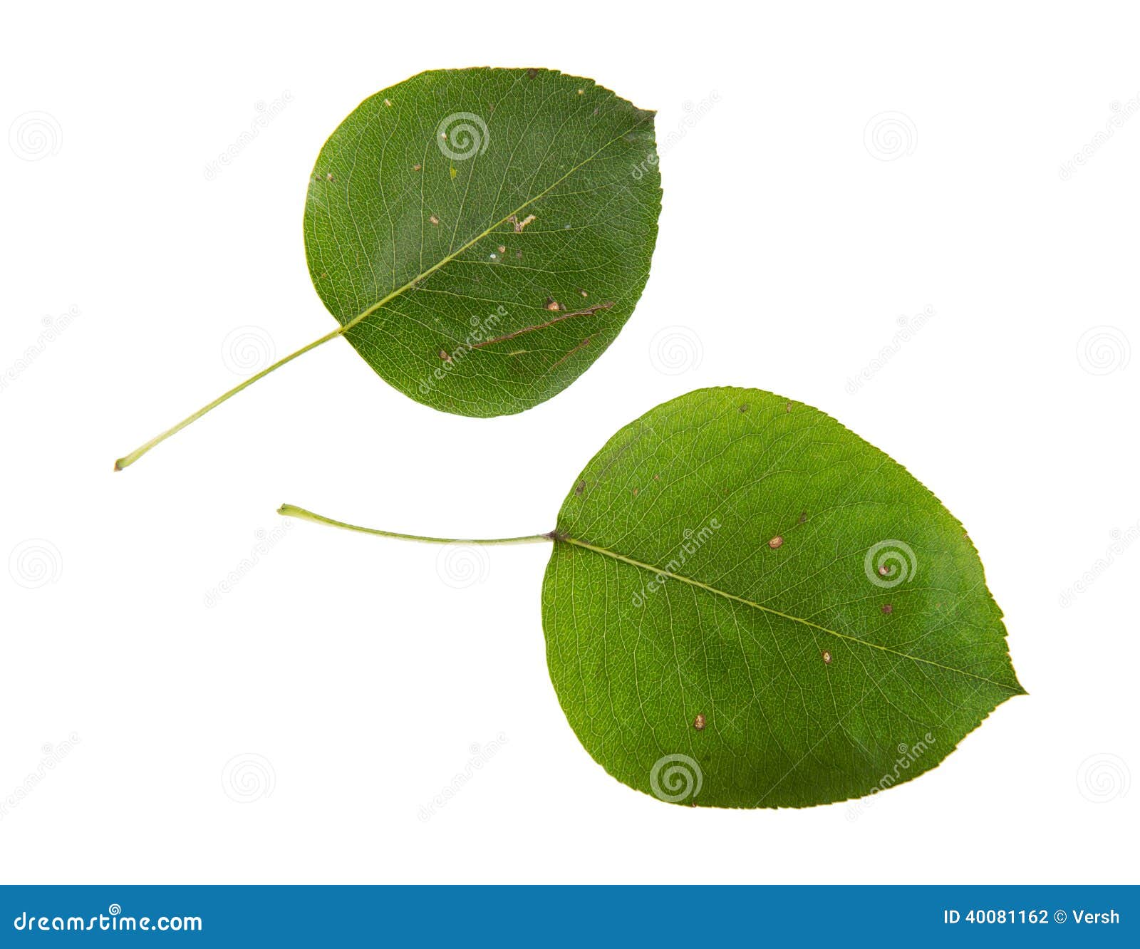 Hoja Verde Del Peral Aislada En El Fondo Blanco Foto de archivo ...