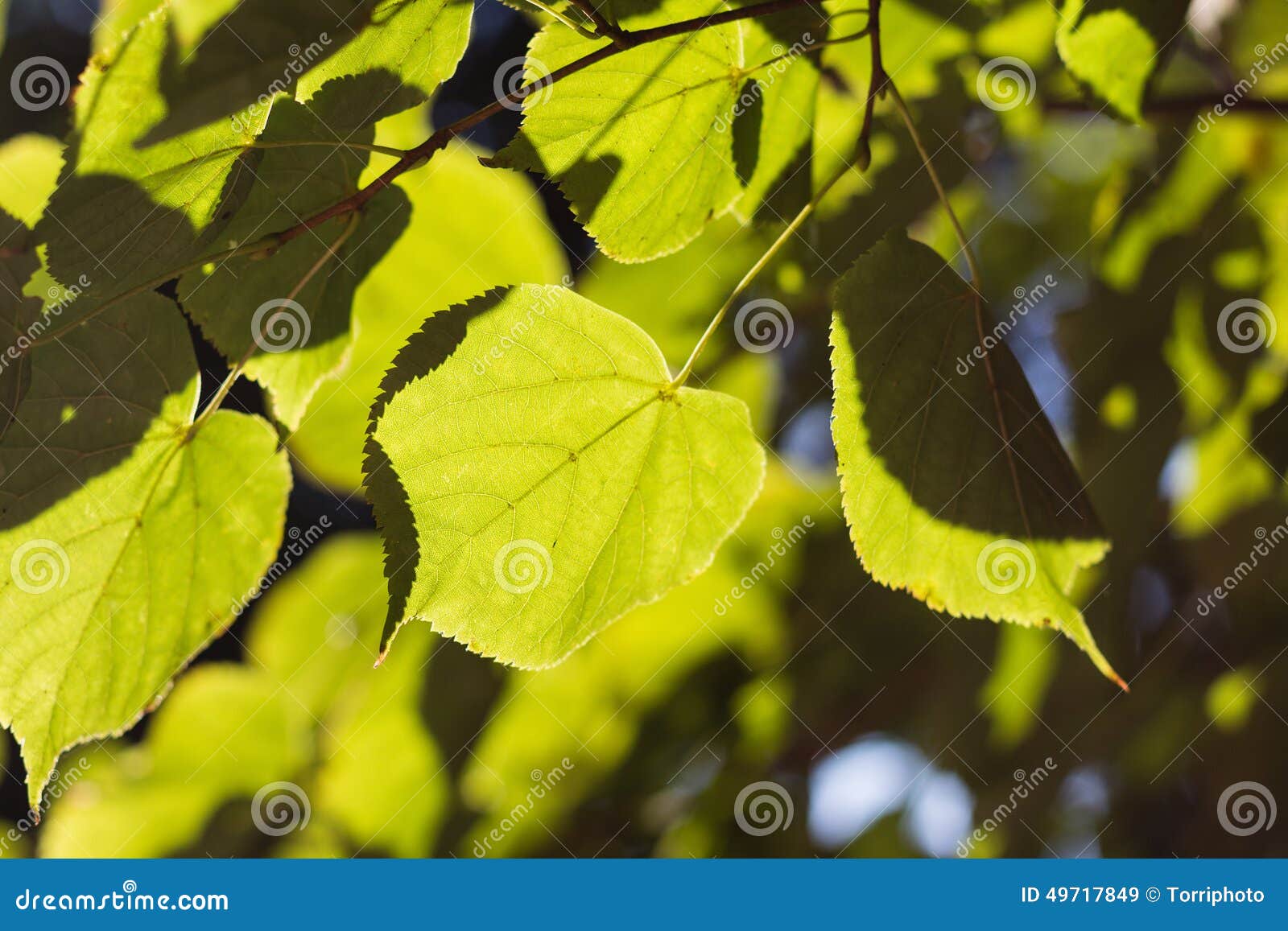 Hoja Verde Del Tilo Hecha Excursionismo Por El Sol Imagen de archivo ...