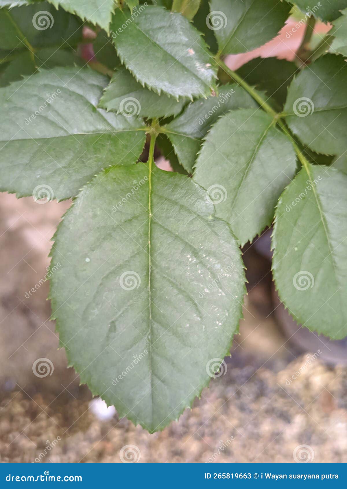 Hoja Verde Original De La Flor Rosa Imagen de archivo - Imagen de hoja ...