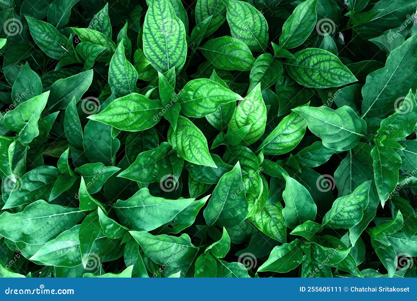 Hoja Verde Para Fondo O Textura Imagen de archivo - Imagen de parque ...