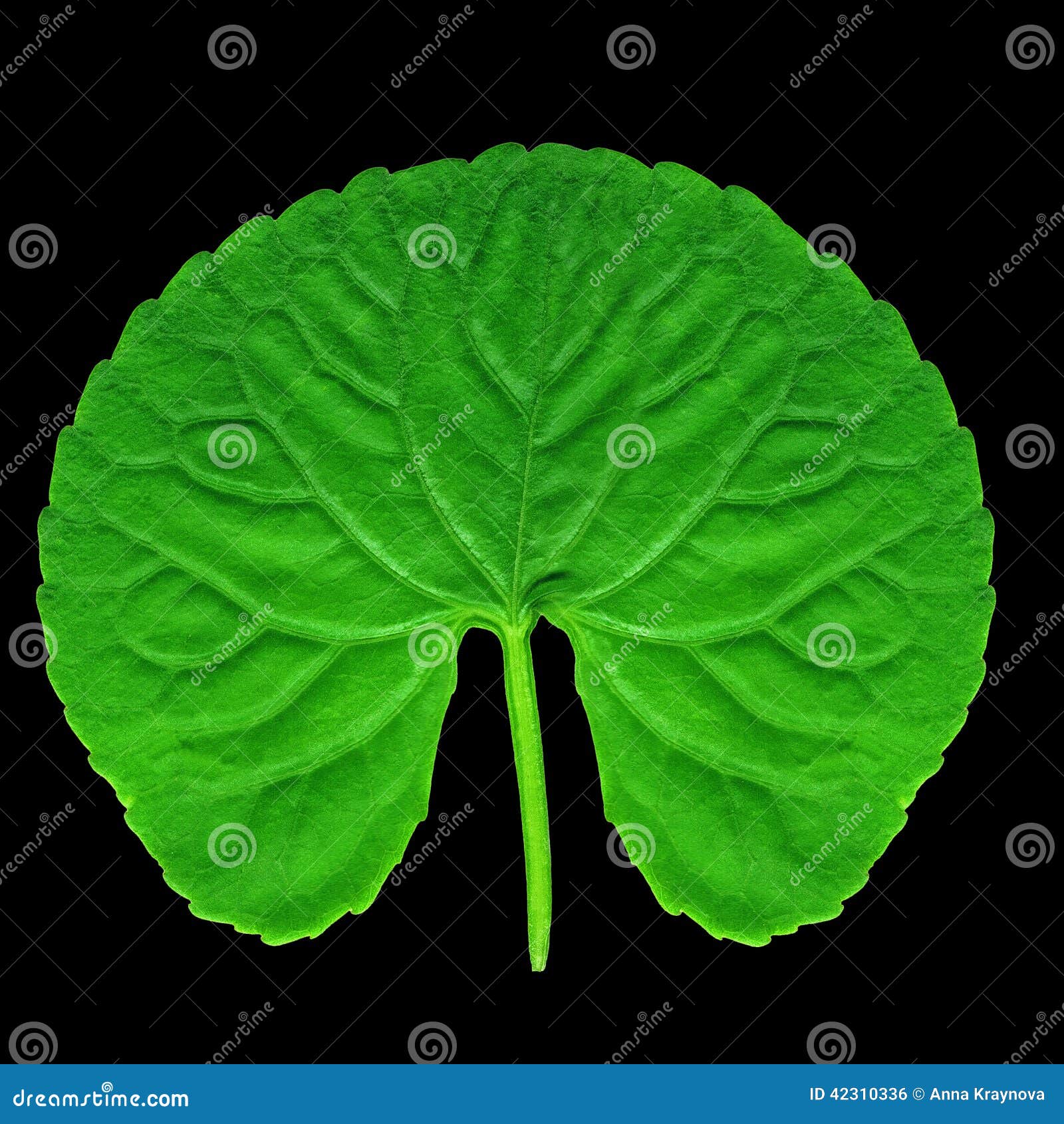 Hoja verde redondeada foto de archivo. Imagen de elementos - 42310336