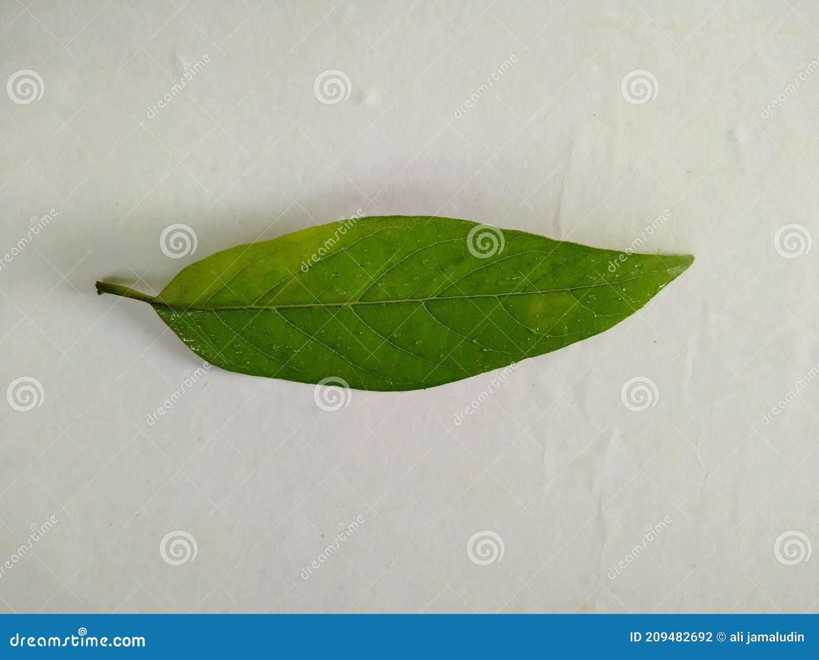 Hoja Verde Y Hermosa Hoja De Color Foto de archivo - Imagen de hoja ...