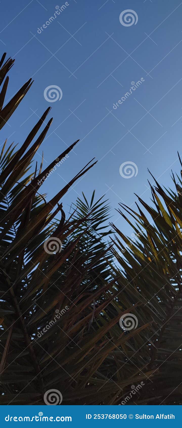 Hoja y azul cielo foto de archivo. Imagen de cielo, sunlight - 253768050