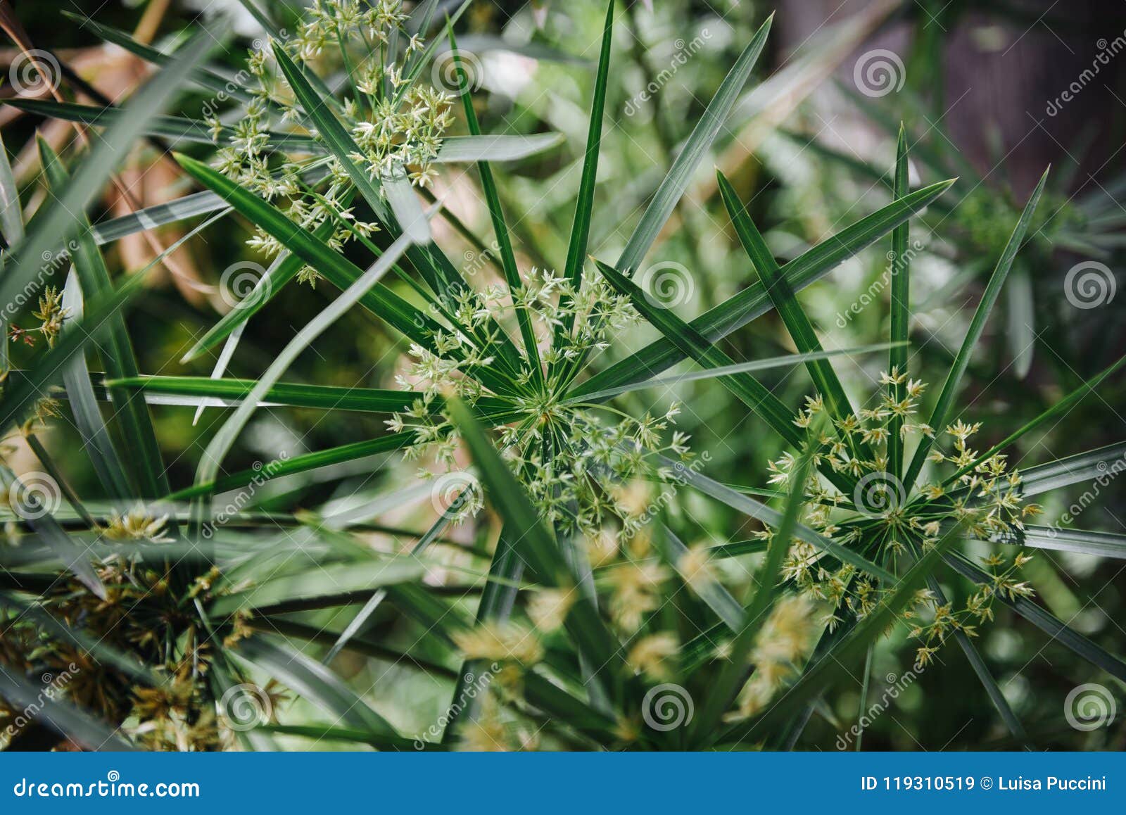 Hoja y flores del papiro imagen de archivo. Imagen de flores - 119310519