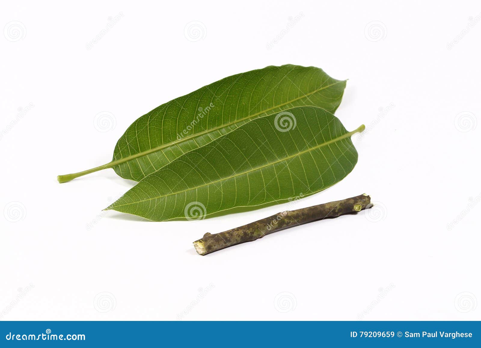 Hoja y palillo del mango imagen de archivo. Imagen de ambiente - 79209659