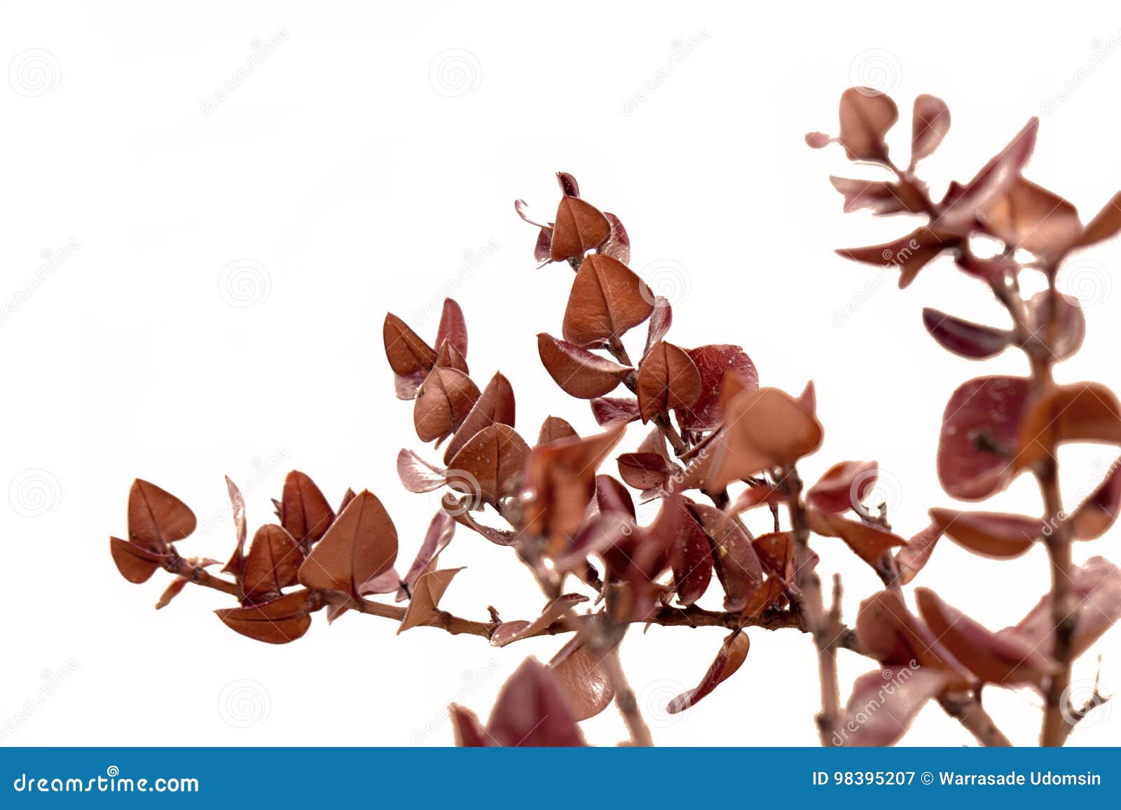 Hoja y rama rojas imagen de archivo. Imagen de oscuro - 98395207