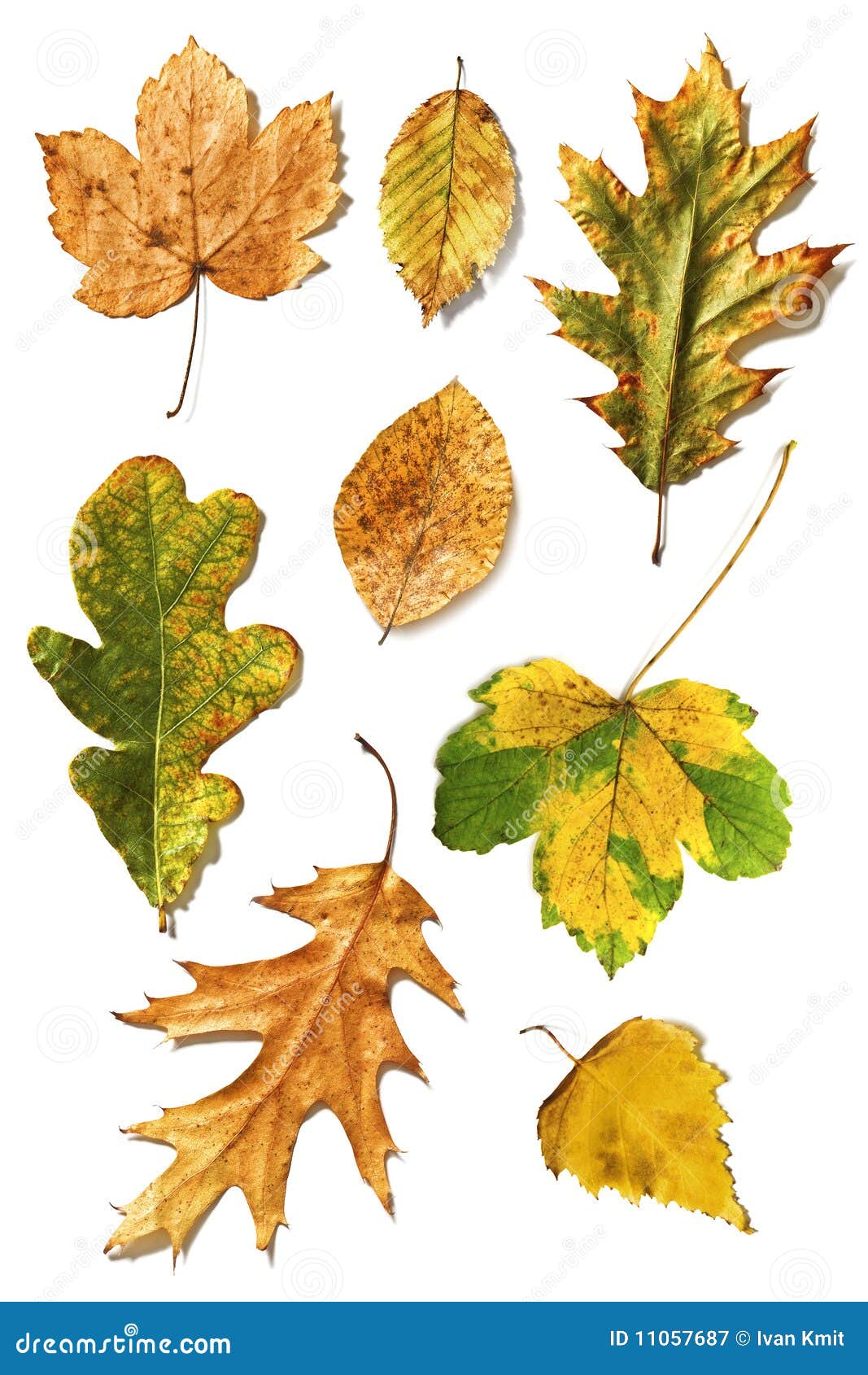 Hojas imagen de archivo. Imagen de cambio, follaje, diferente - 11057687