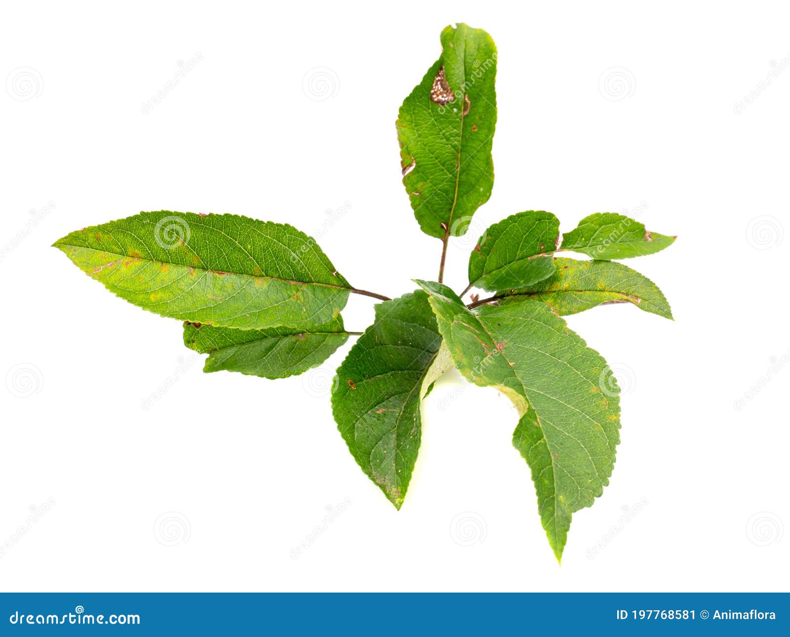 Hojas Aisladas De Un Manzano Imagen de archivo - Imagen de especia ...