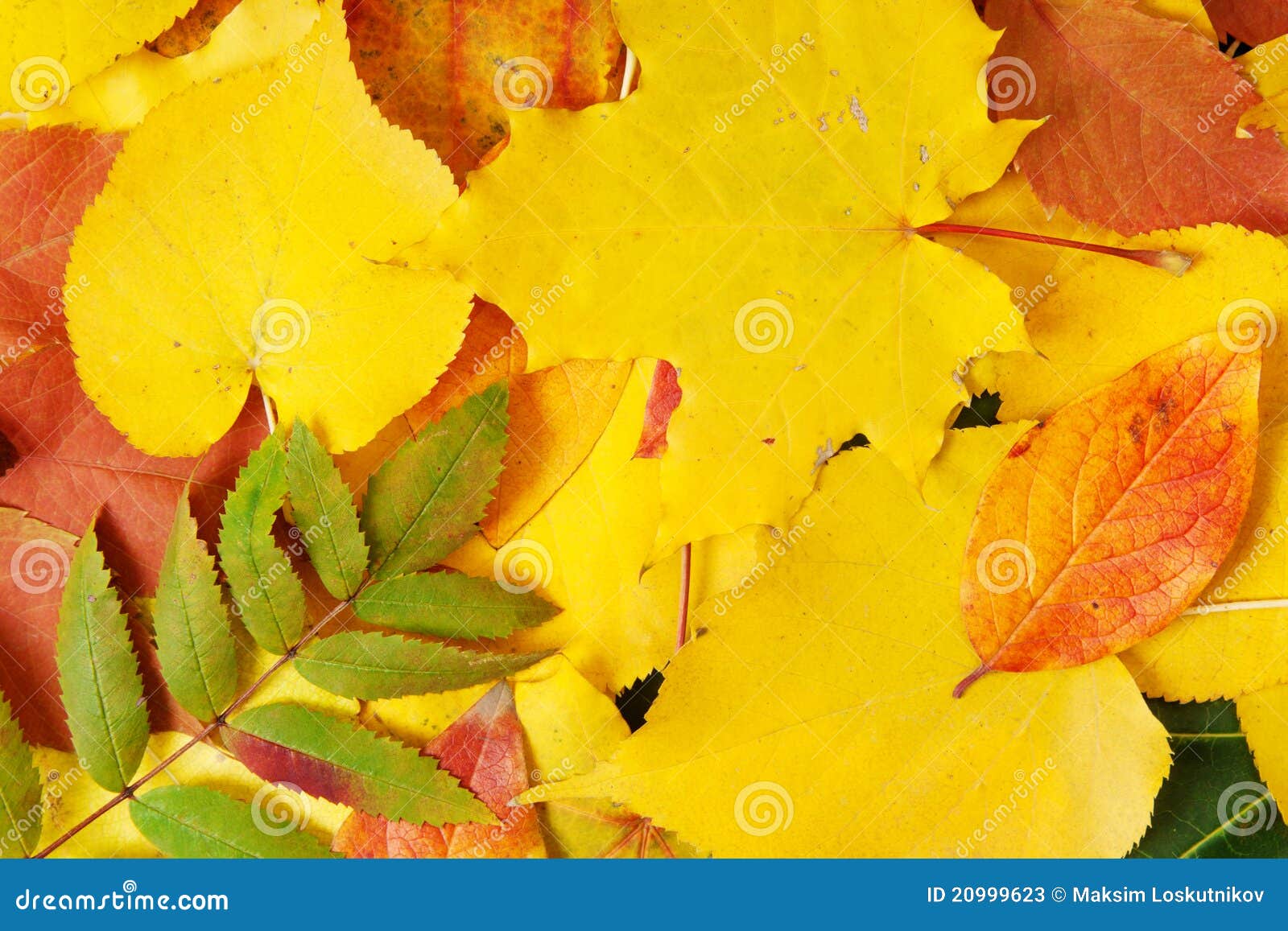 Hojas amarillas y del rojo imagen de archivo. Imagen de color - 20999623