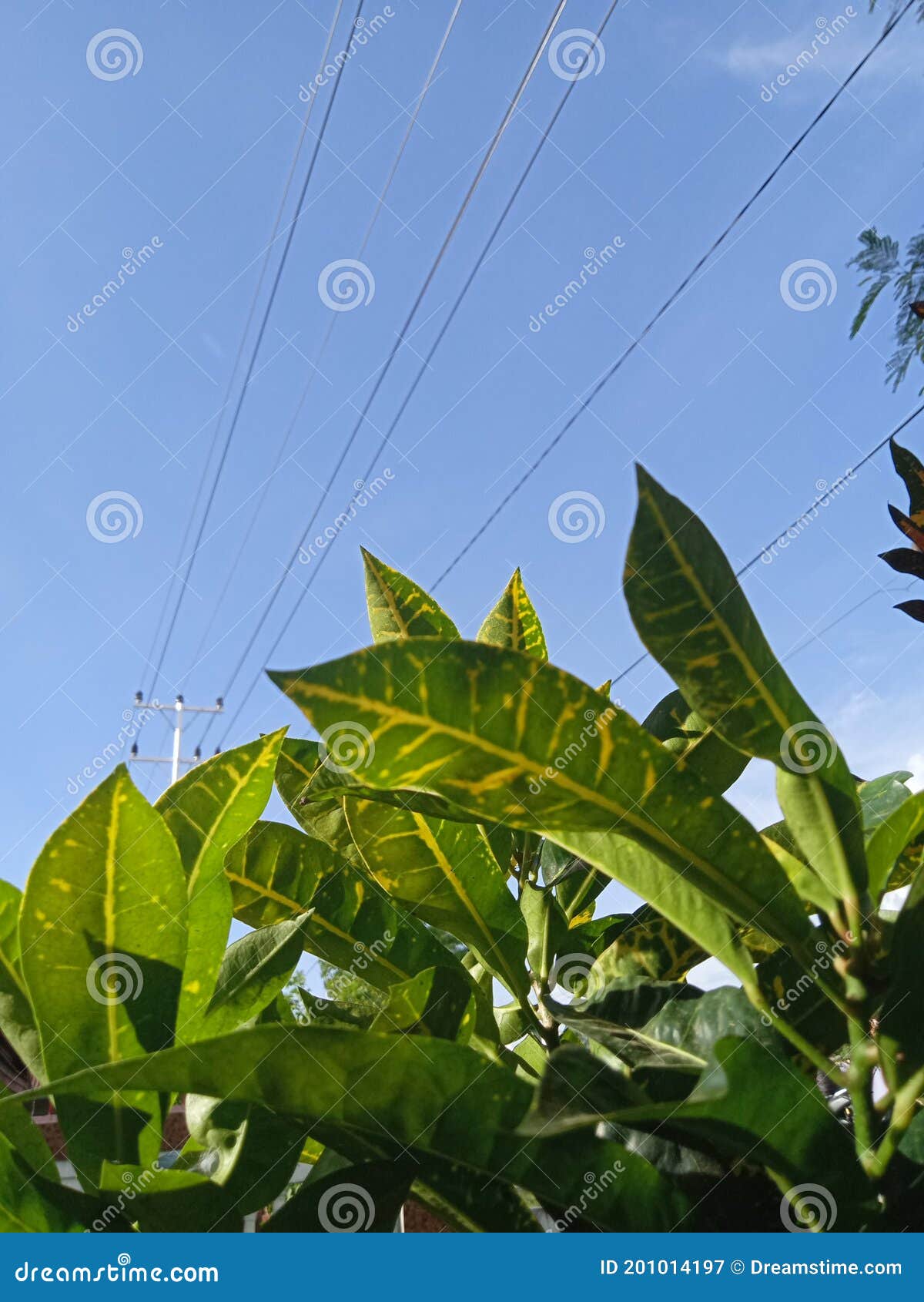 Hojas azules y cielo imagen de archivo. Imagen de cielo - 201014197