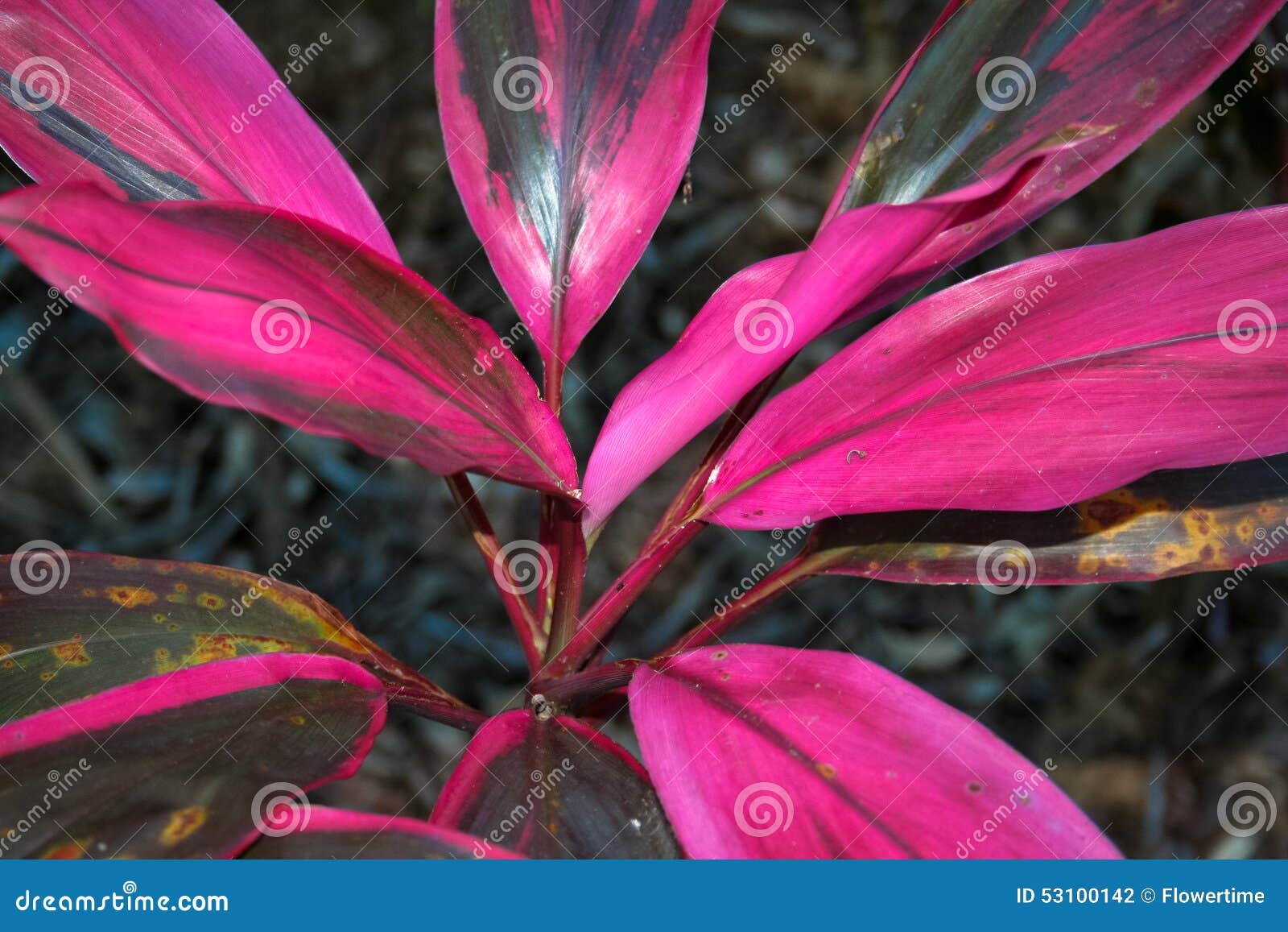 Hojas brillantes del rosa foto de archivo. Imagen de rosa - 53100142