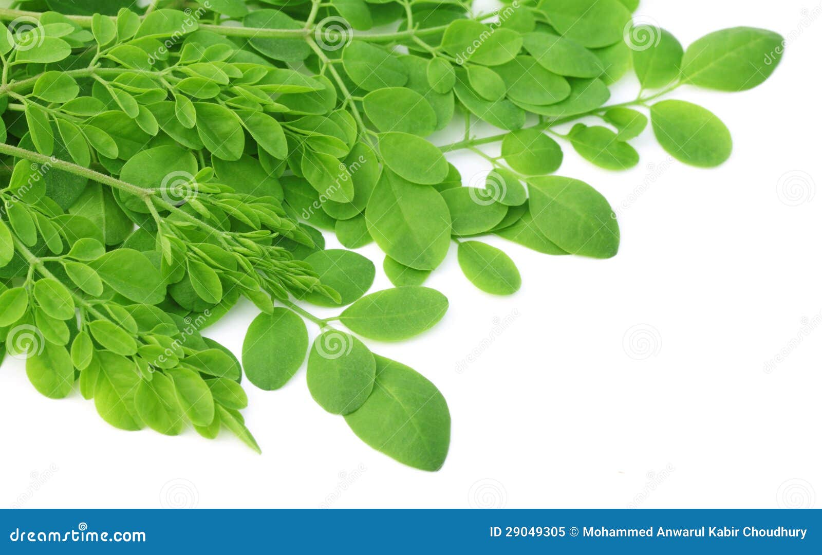 Hojas Comestibles De Moringa Imagen de archivo - Imagen de fondo ...
