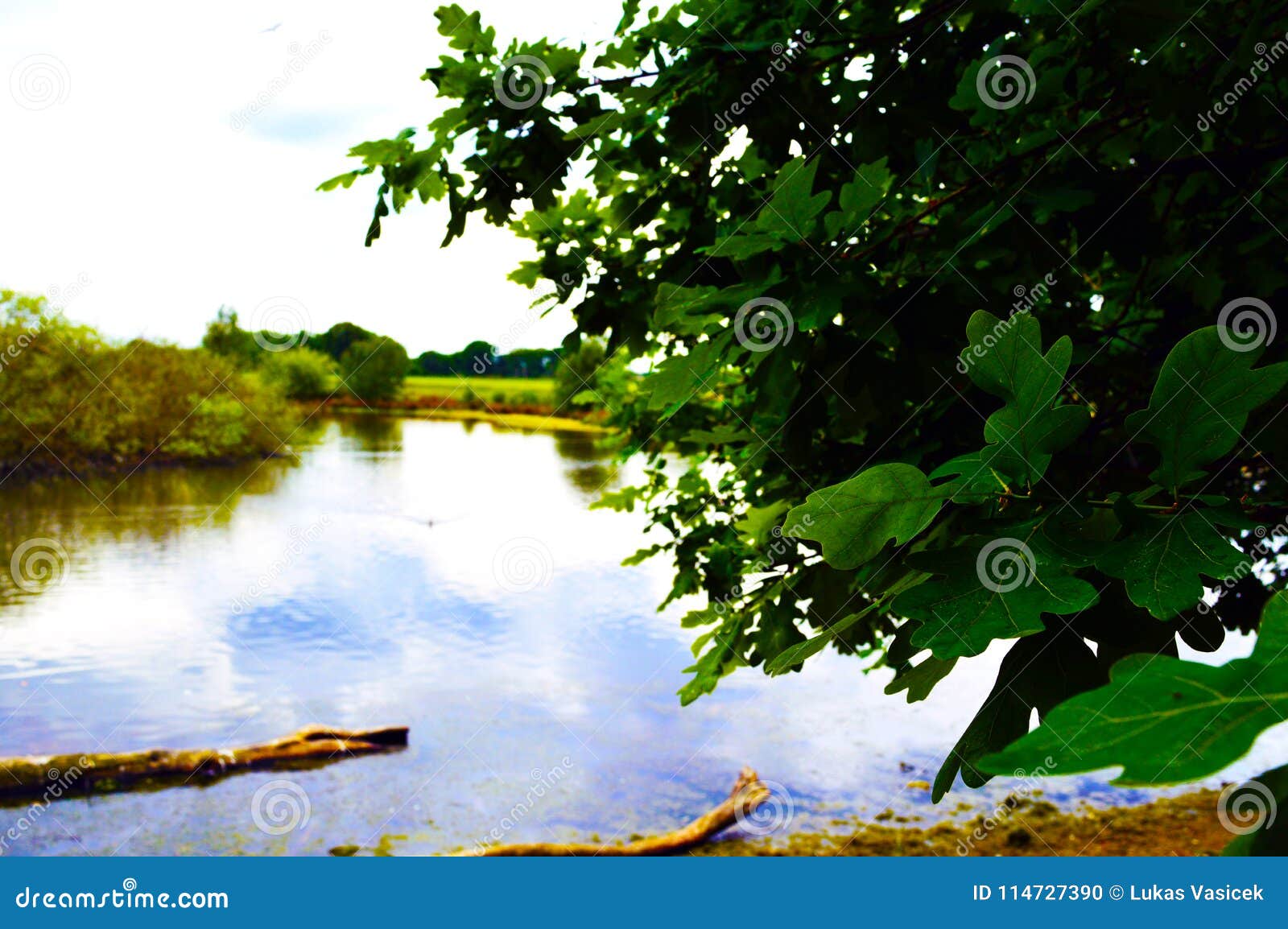 Hojas Con El Lago Y El Cielo Foto de archivo - Imagen de ocio, escénico ...